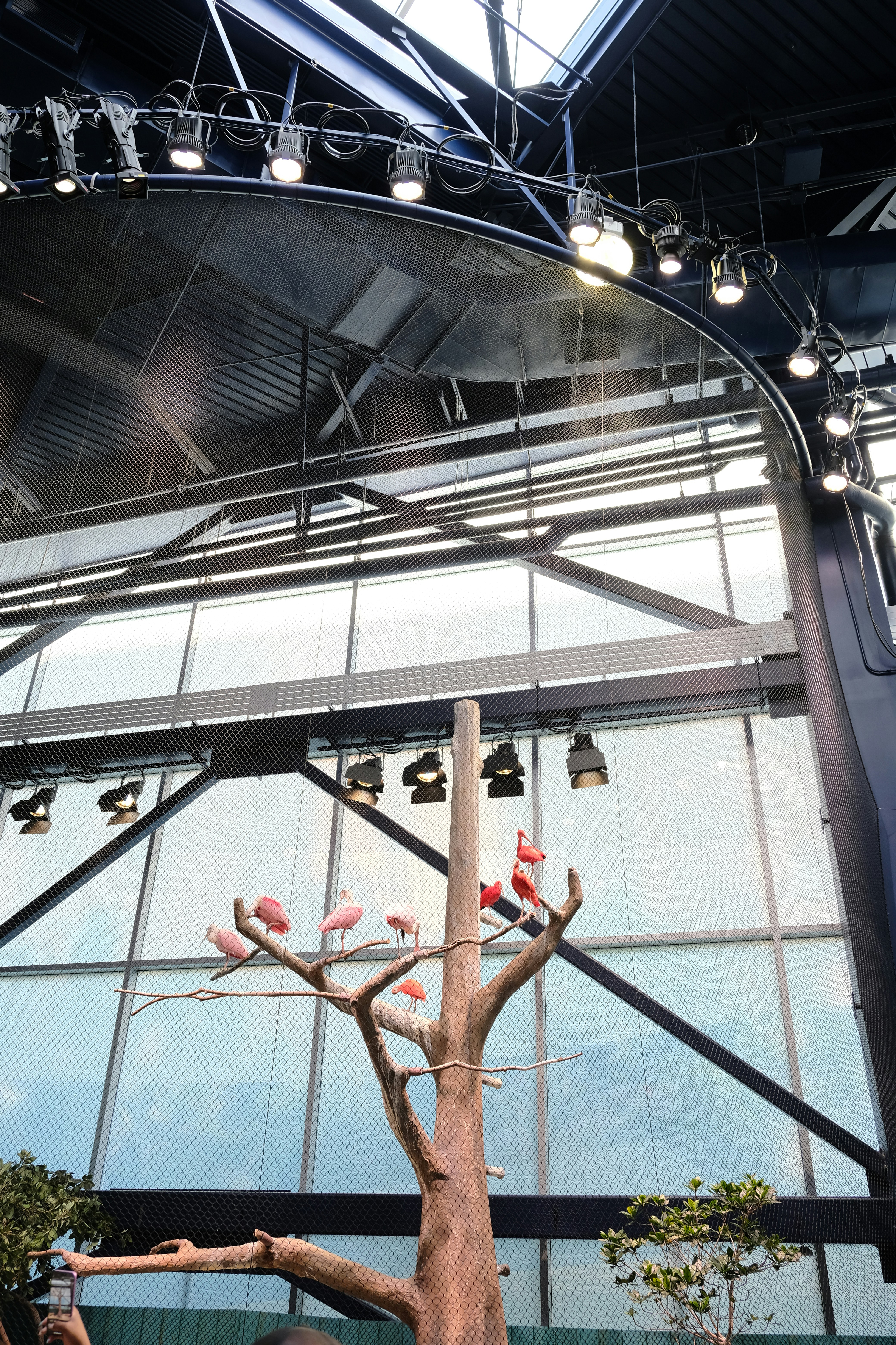 Architectural interior with large glass wall, curved mesh ceiling, and a tree sculpture with red birds perched on branches inside a modern venue.