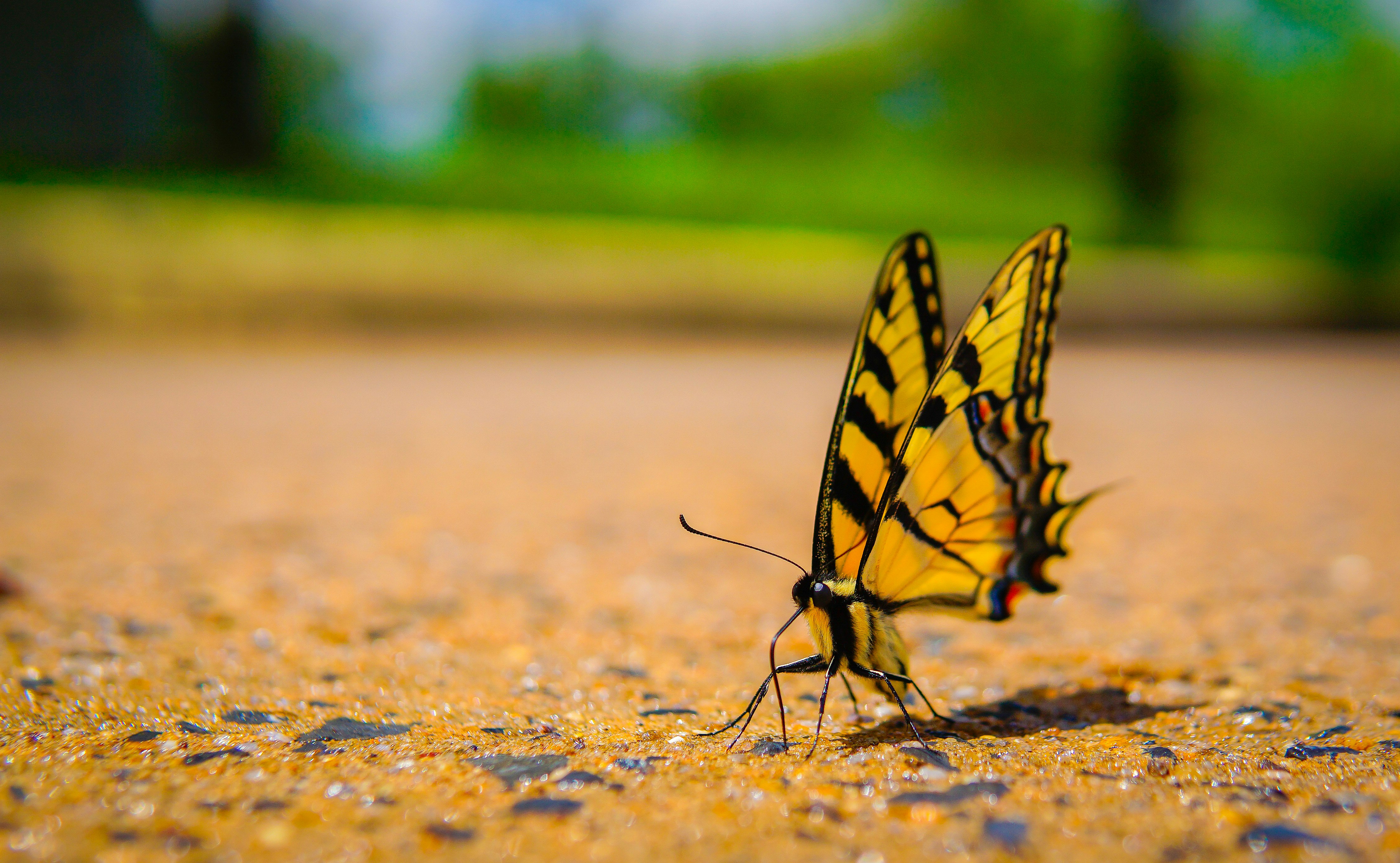 Striking Yellow Monarch on Sunlit Gravel