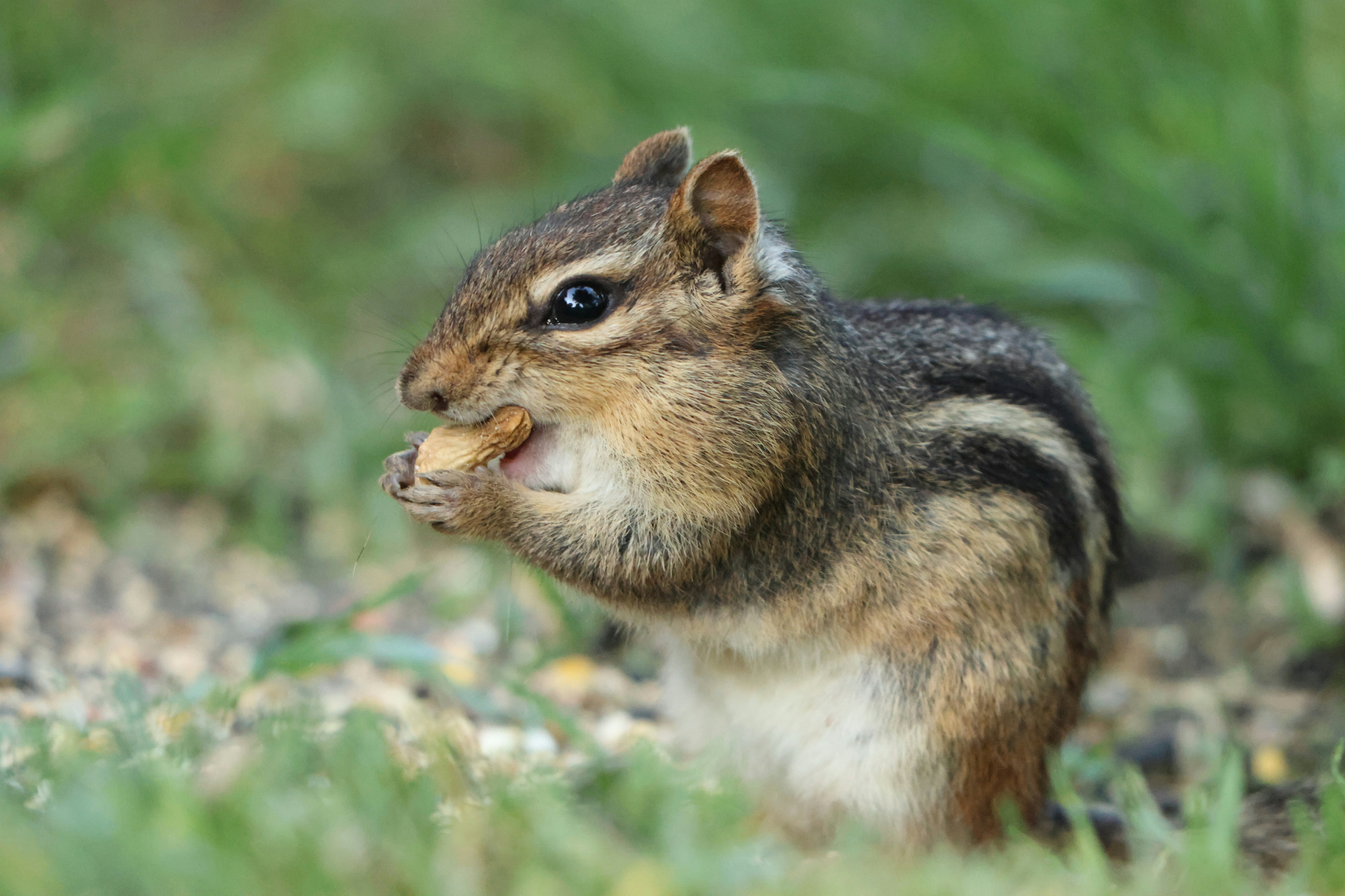Chipmunk at Rest: Nut Crunch Break Under Green Canopy