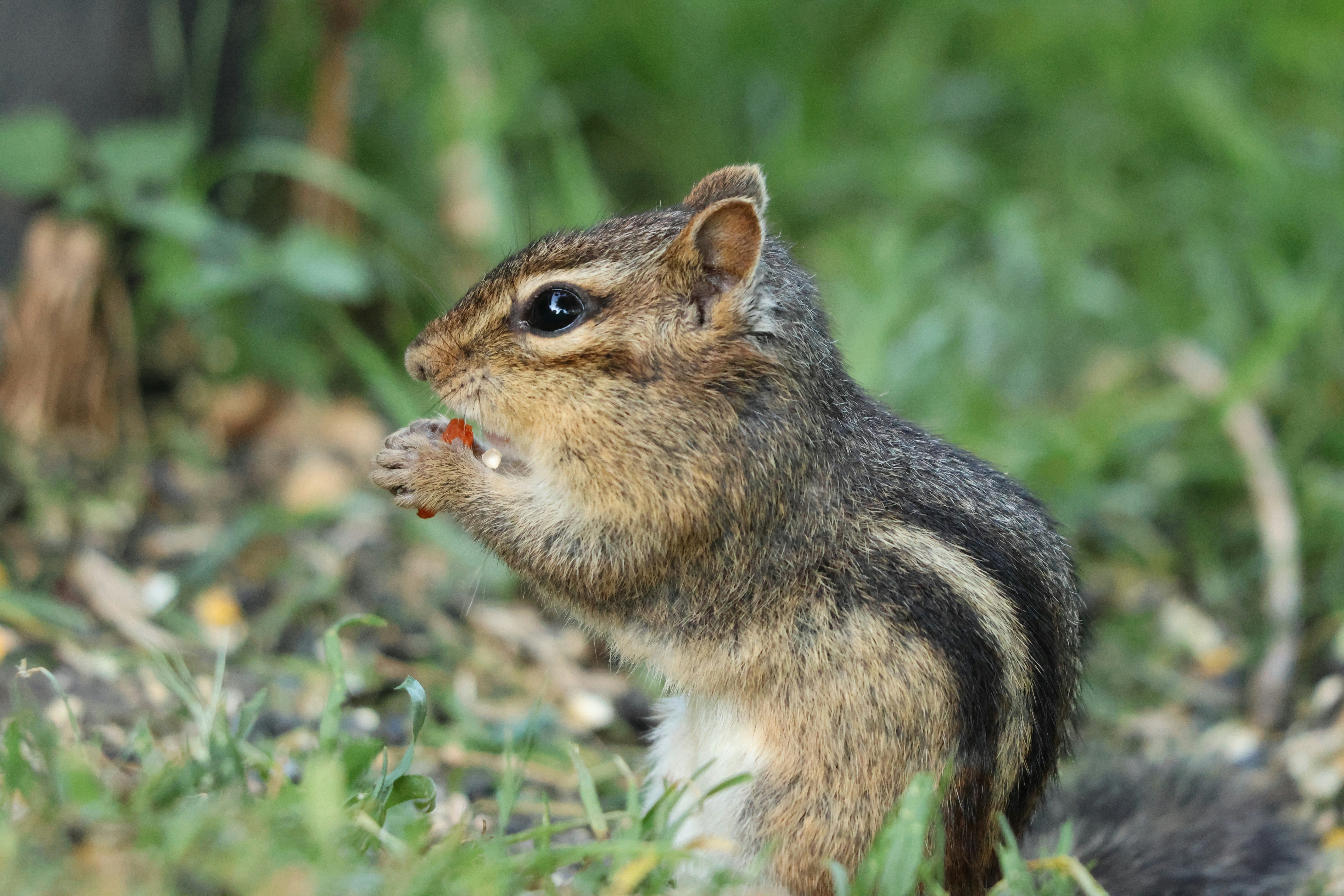 Chipmunk Portrait in Sunlit Underbrush