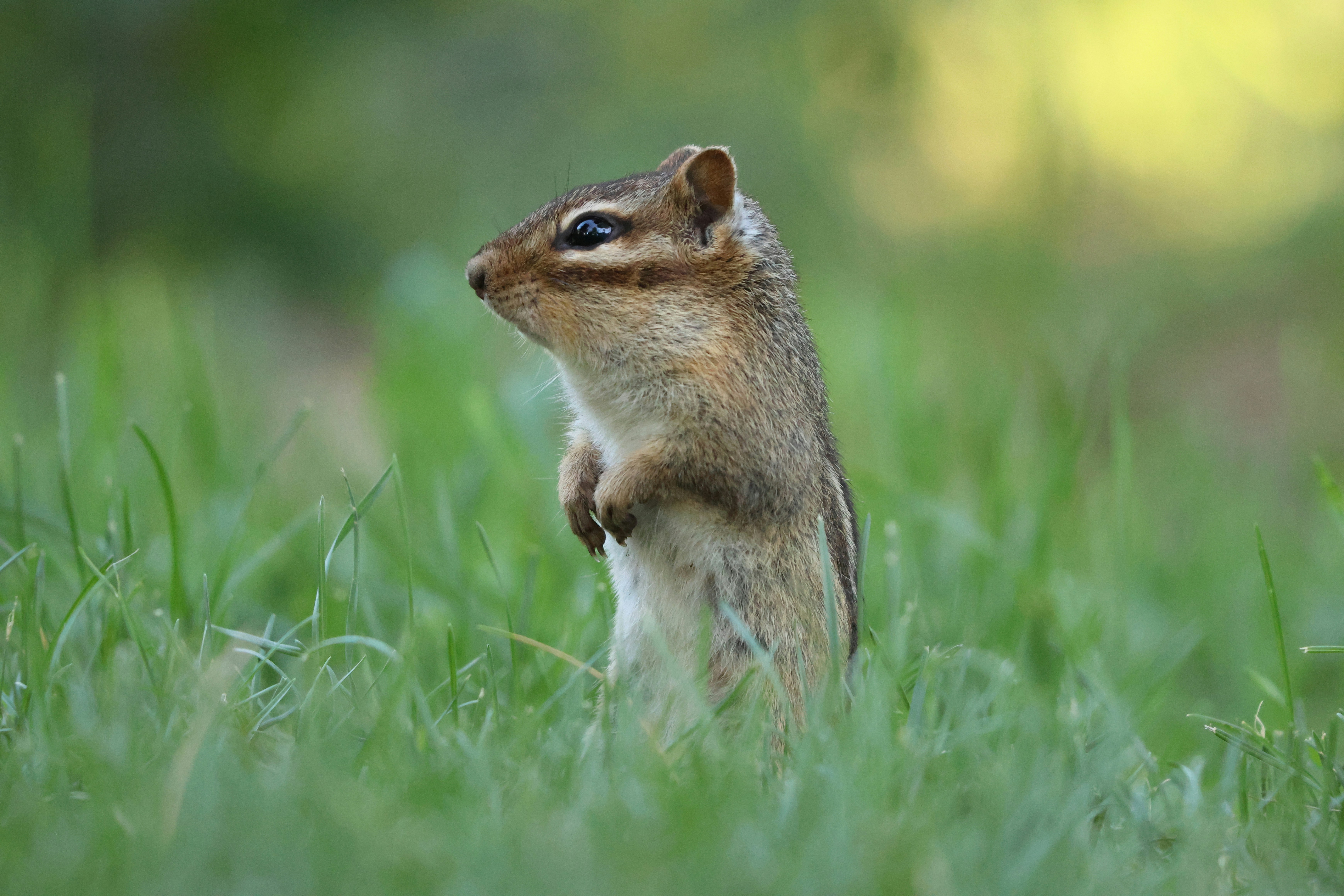 Alert Burrow Sentry: A Ground-Level View of a Squirrel on Guard
