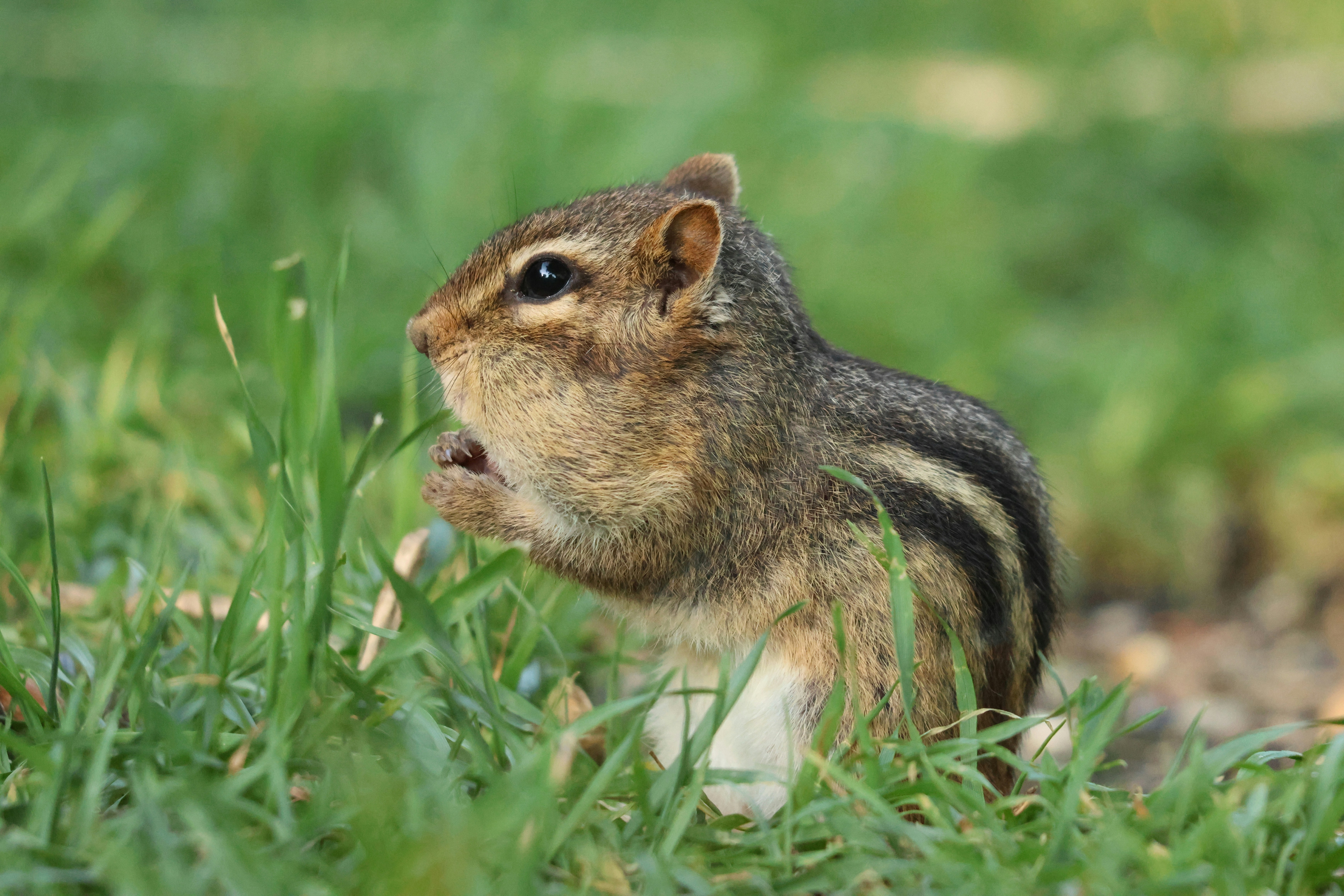 Chipmunk Sentinel in a Sunlit Patch of Grass