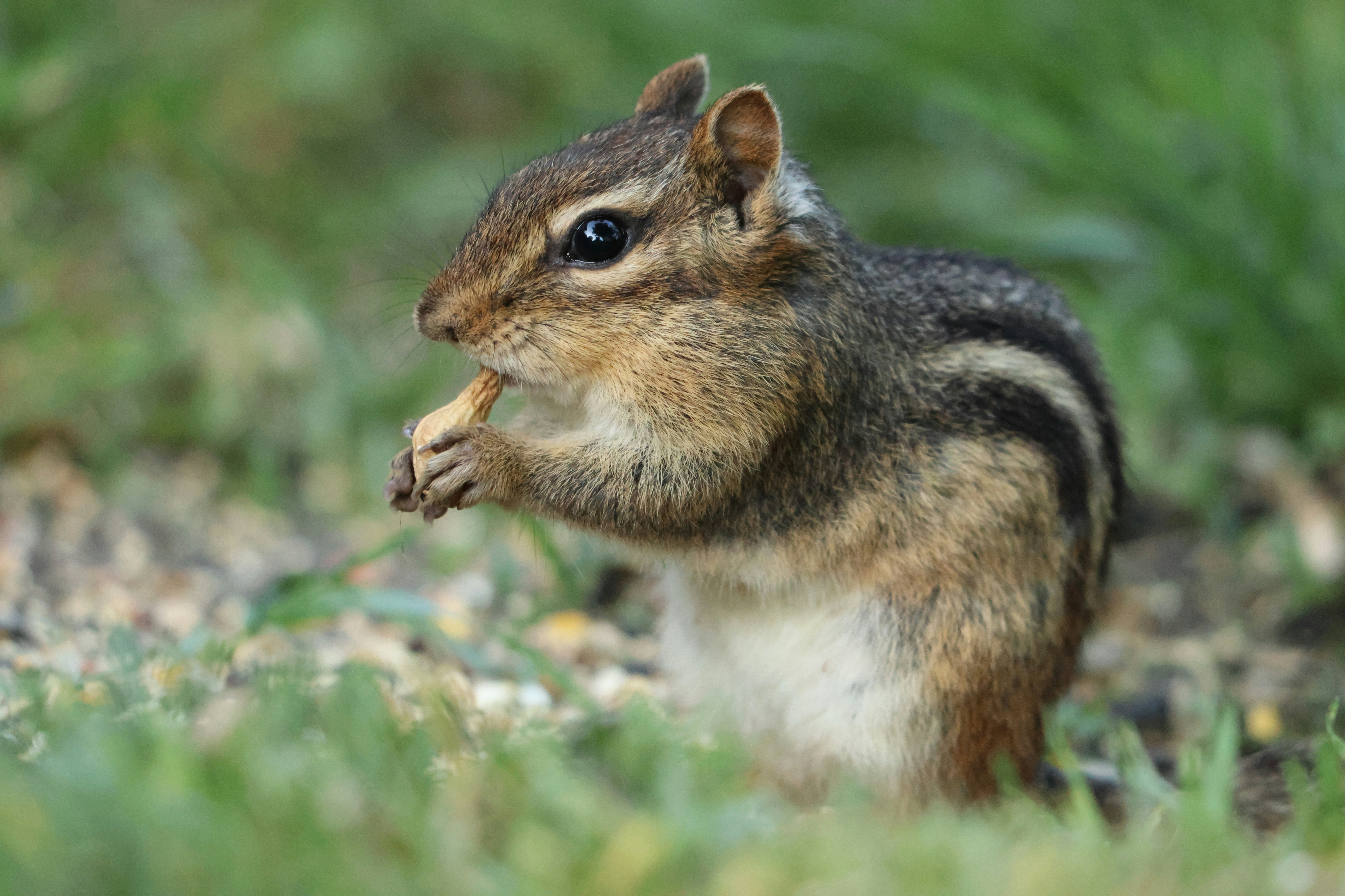 Nibbling Nut: A Curious Chipmunk Pauses Amid Spring Grass