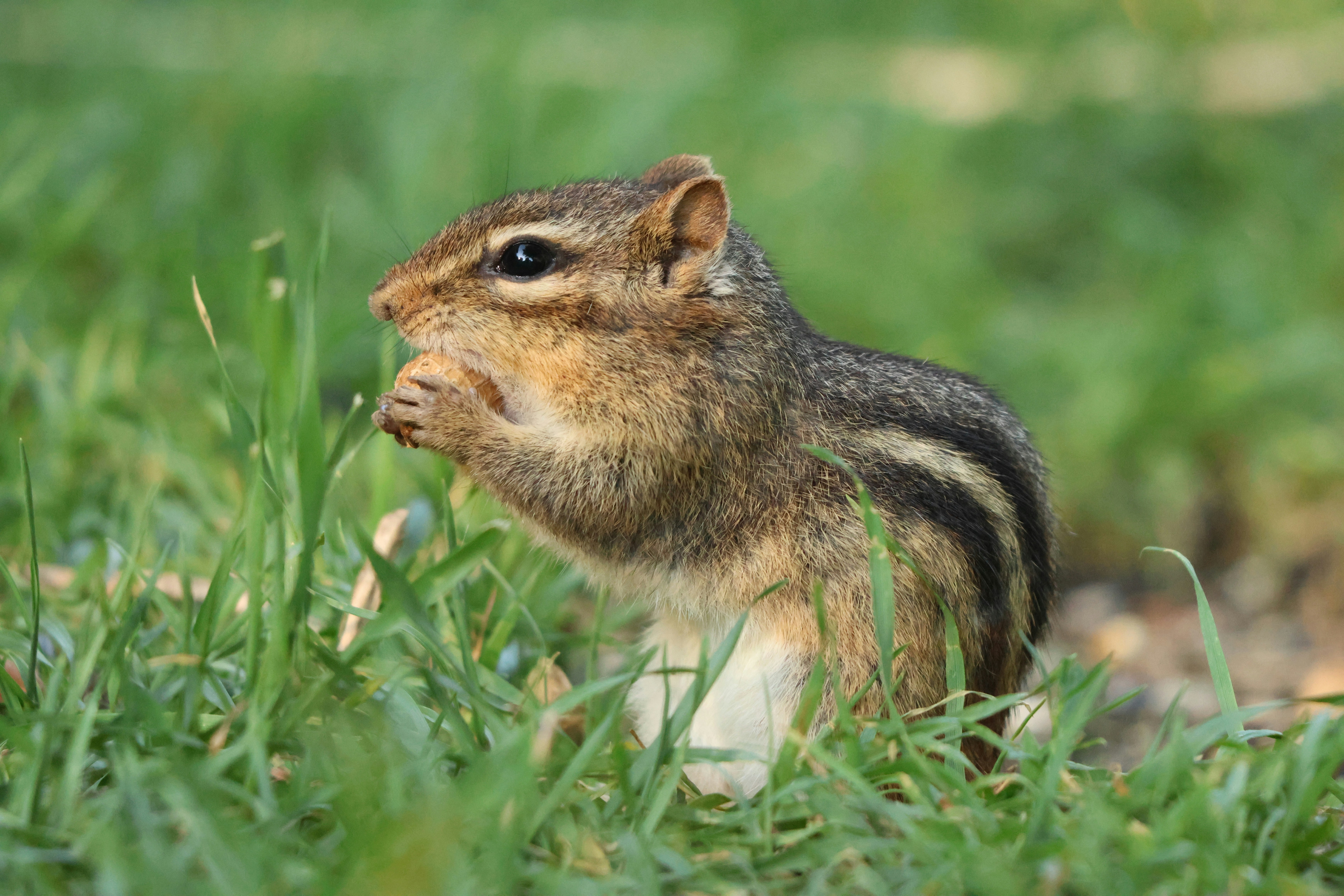 Chipmunk in the Grass: A Moment of Snack-Time Suspense