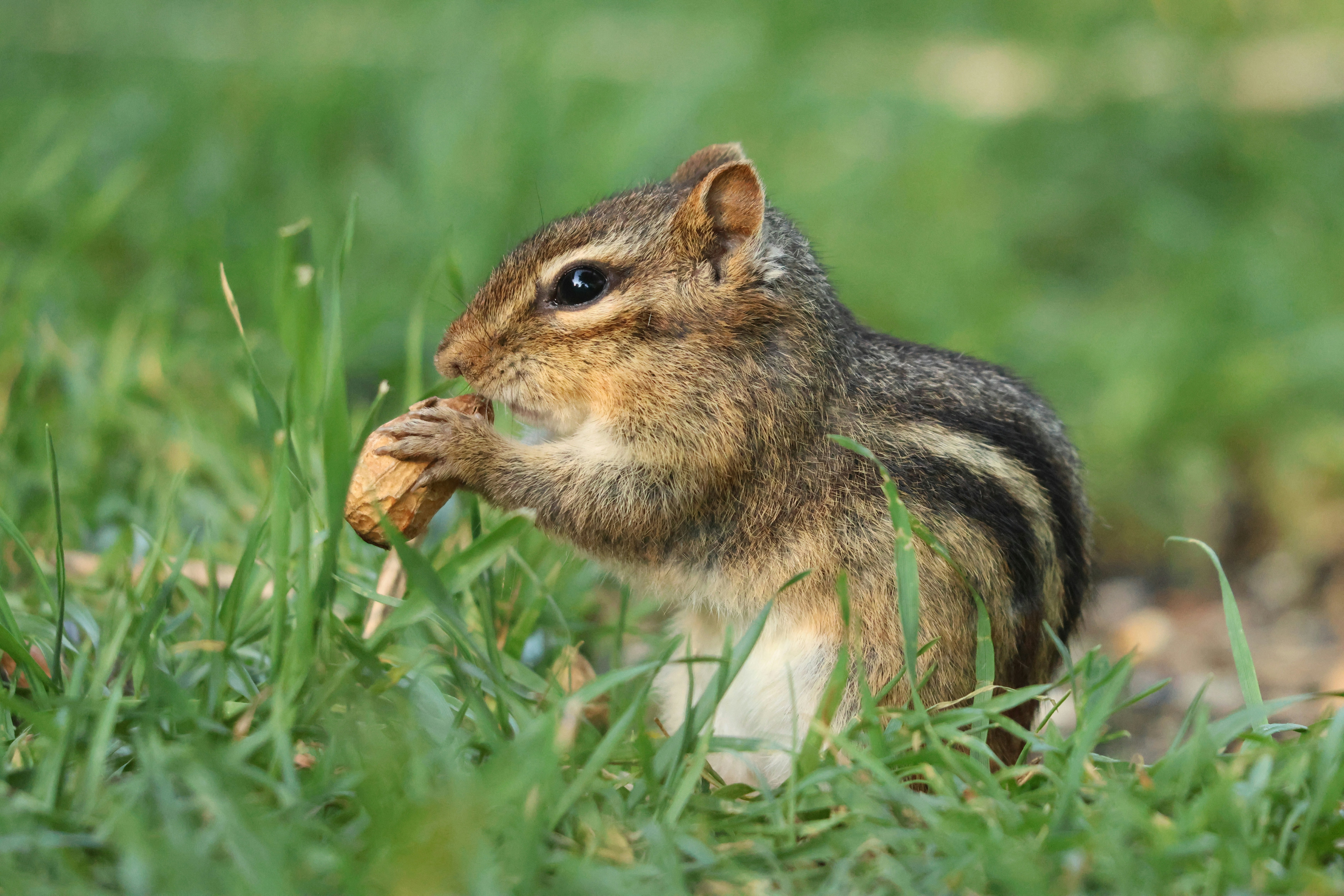 Ground Stance: A Chipmunk Pauses to Sample a Nut