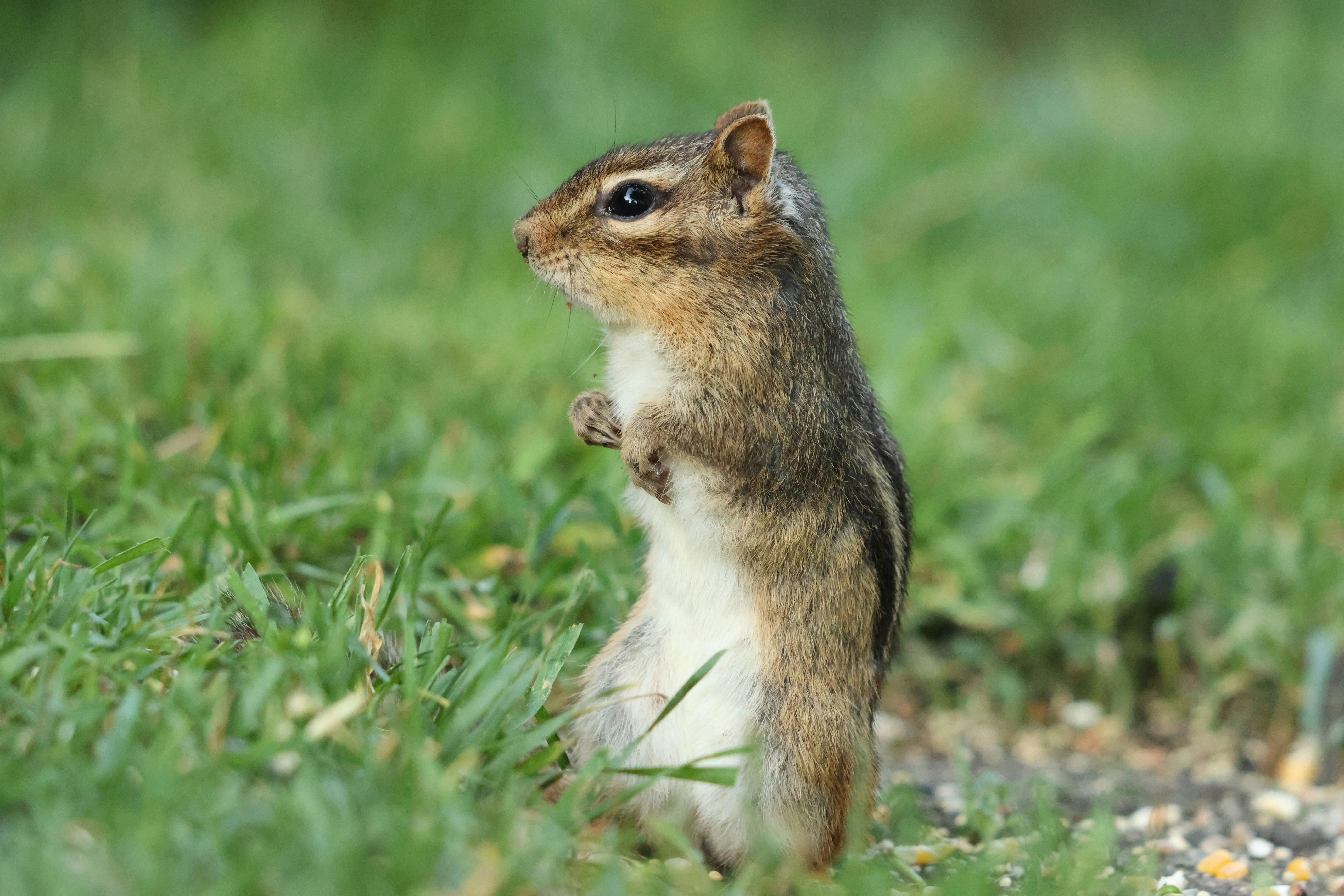 Alert Chipmunk on Grass: A Hushed Moment of Sentry Stance