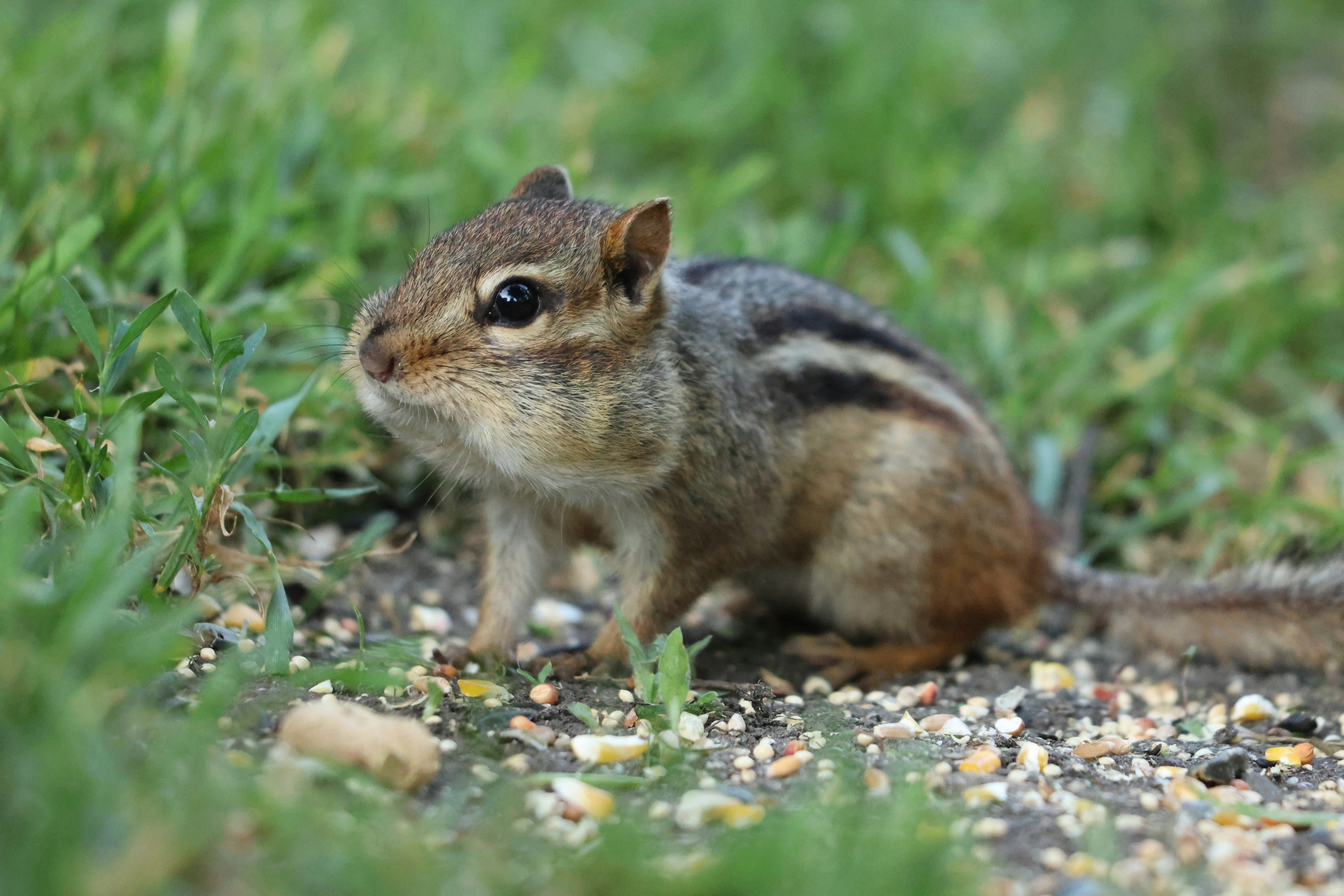 A Chipmunk eyes a whole peanut in green grass near Sunset