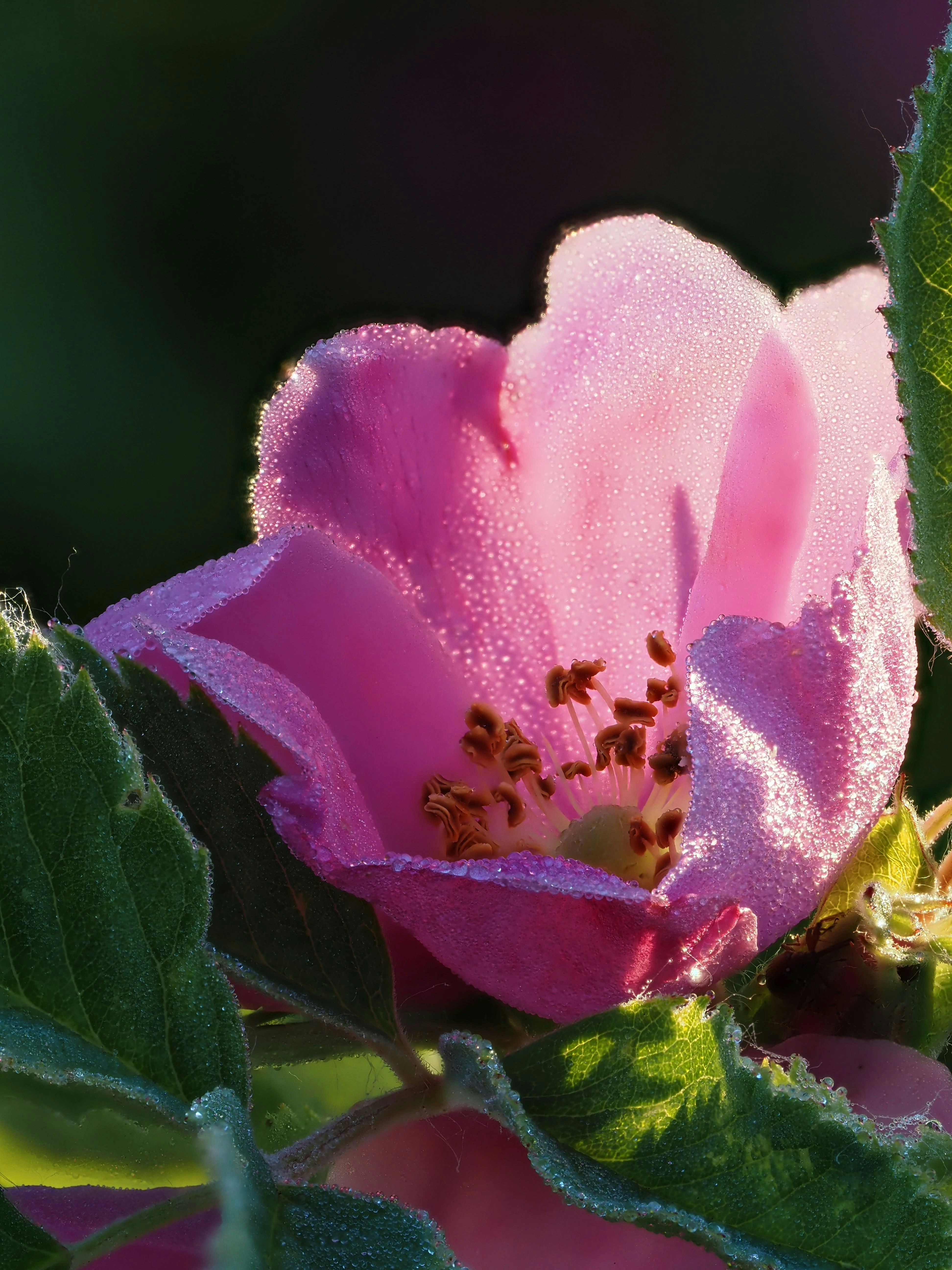 Pink Petal Dawn: Dew-kissed Bloom Beneath Morning Light