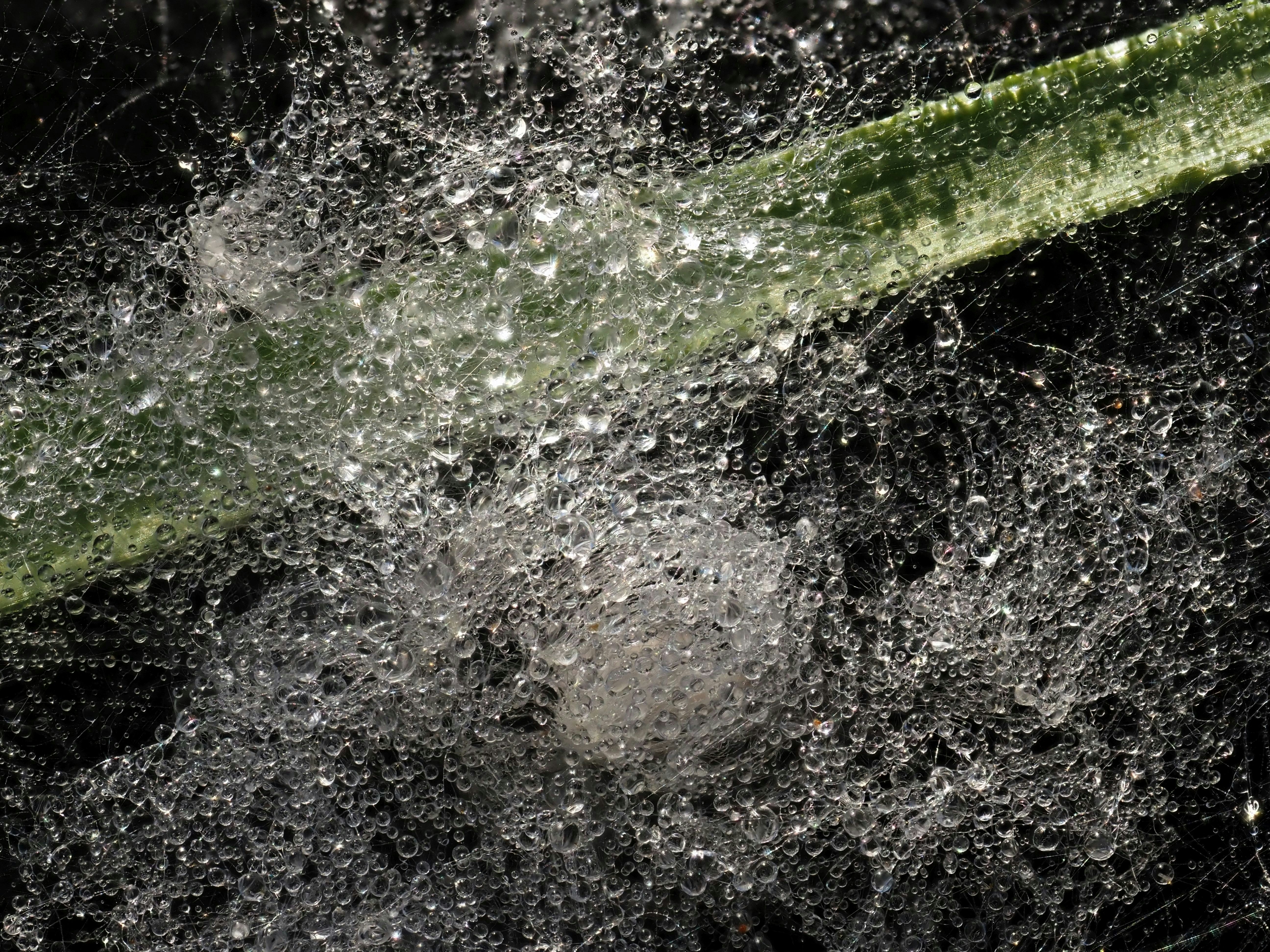 Orbital Spray: A Web of Dew and Motion on a Green Blade