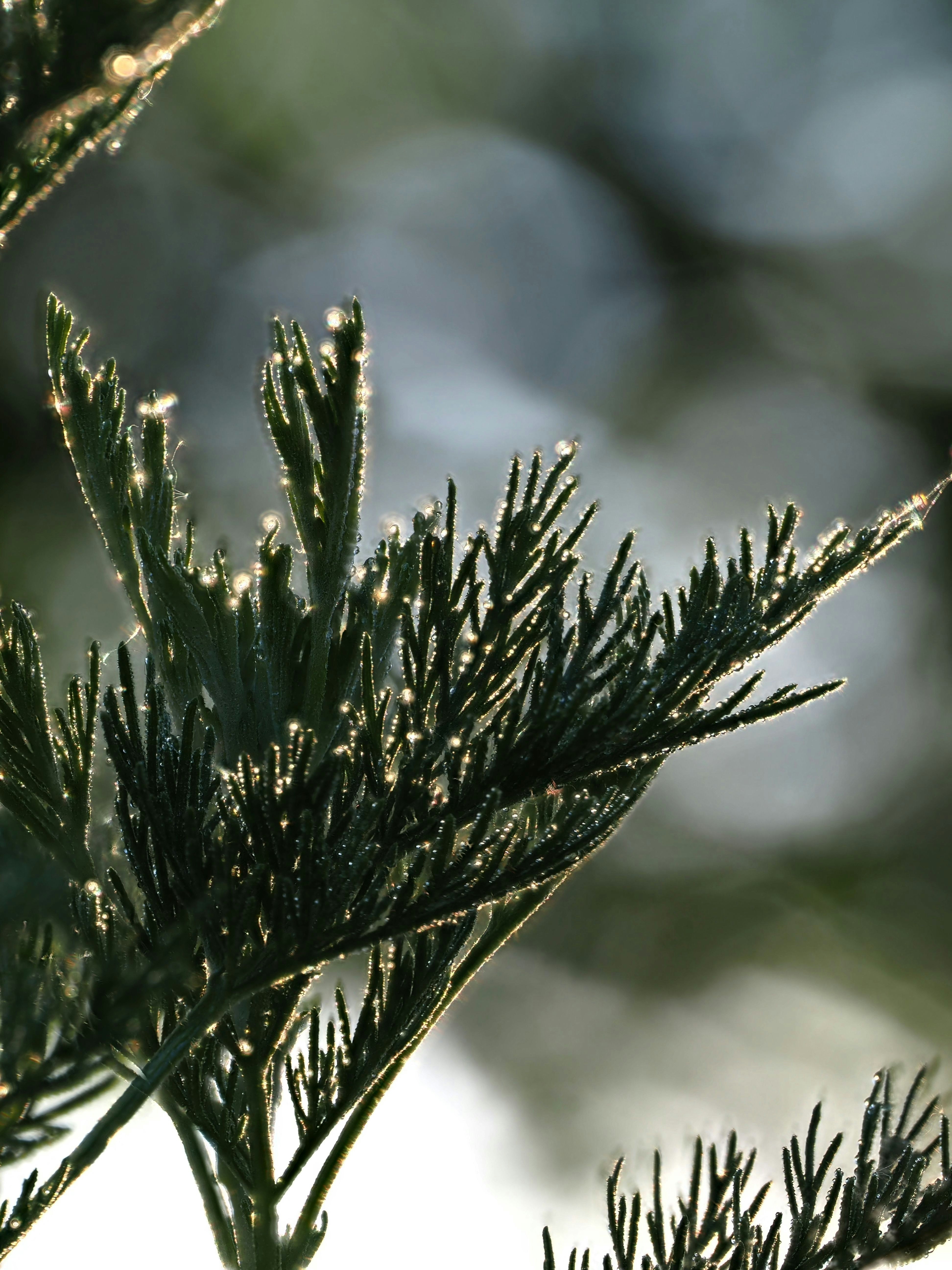 Sunlit Needle-Needle Close-Up: Frosty Pines in Focus