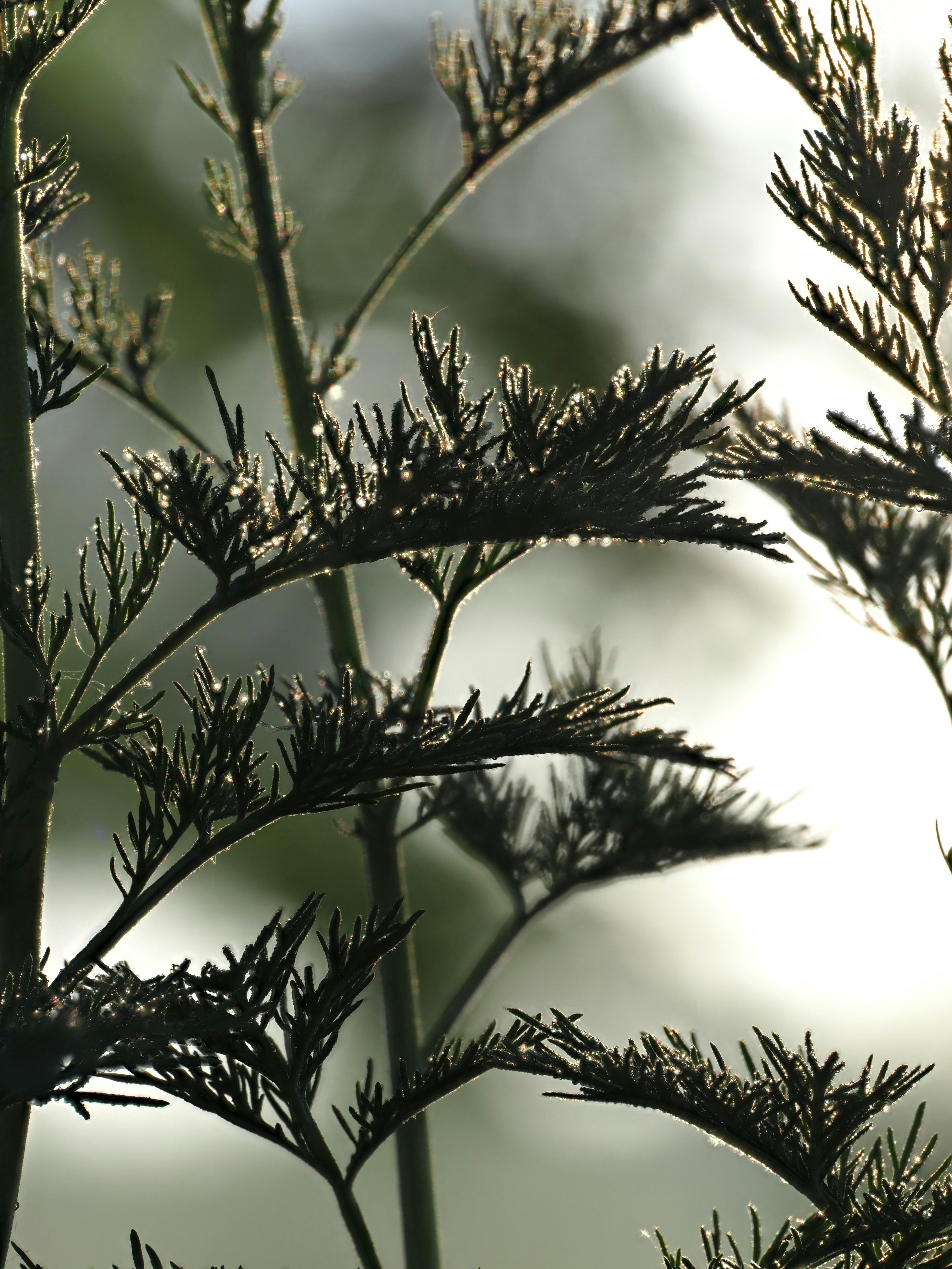 Backlit Fern Against Soft Bokeh Ridge