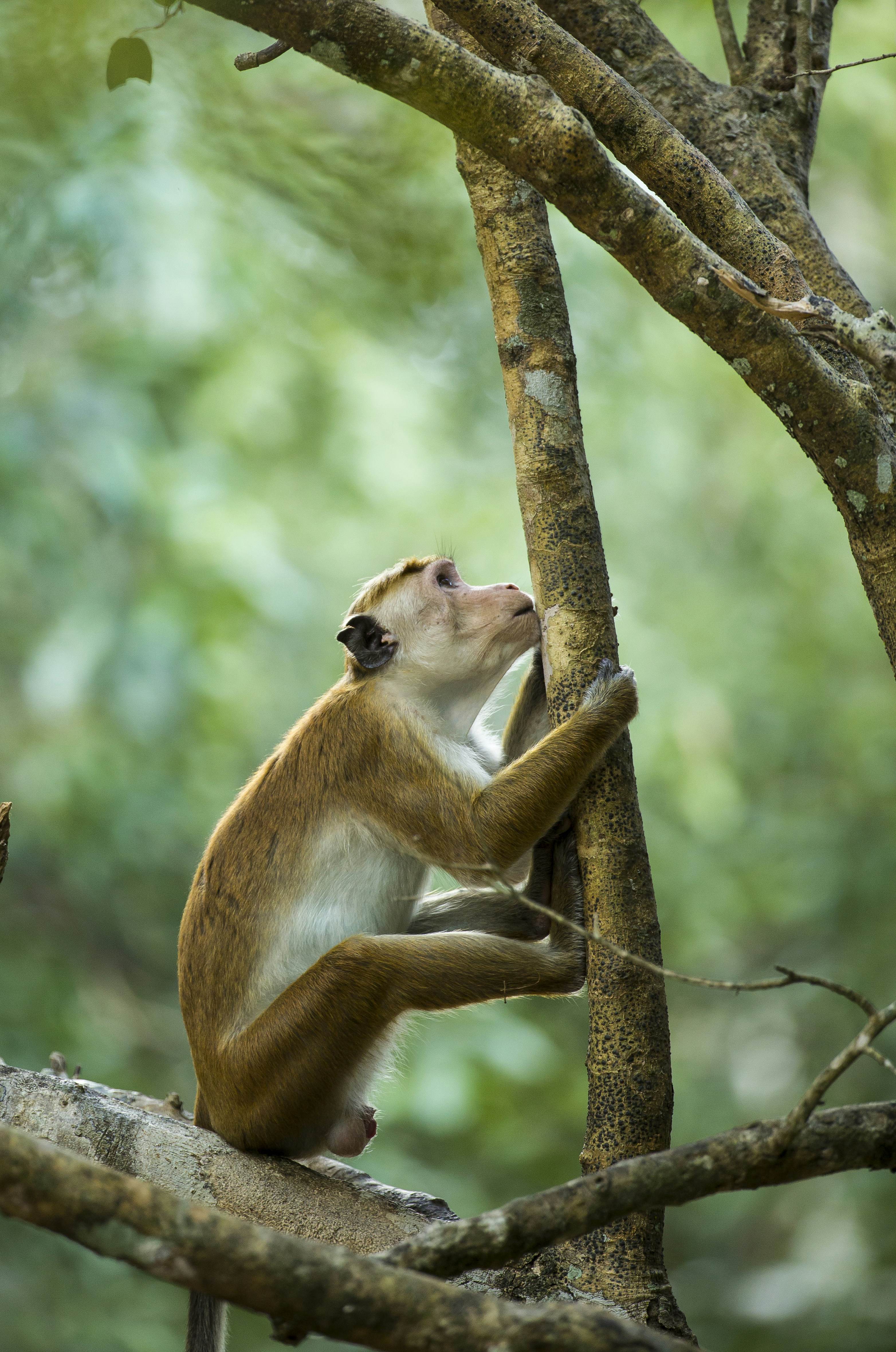 Curious Capuchin Clings to a Lime Tree Limb