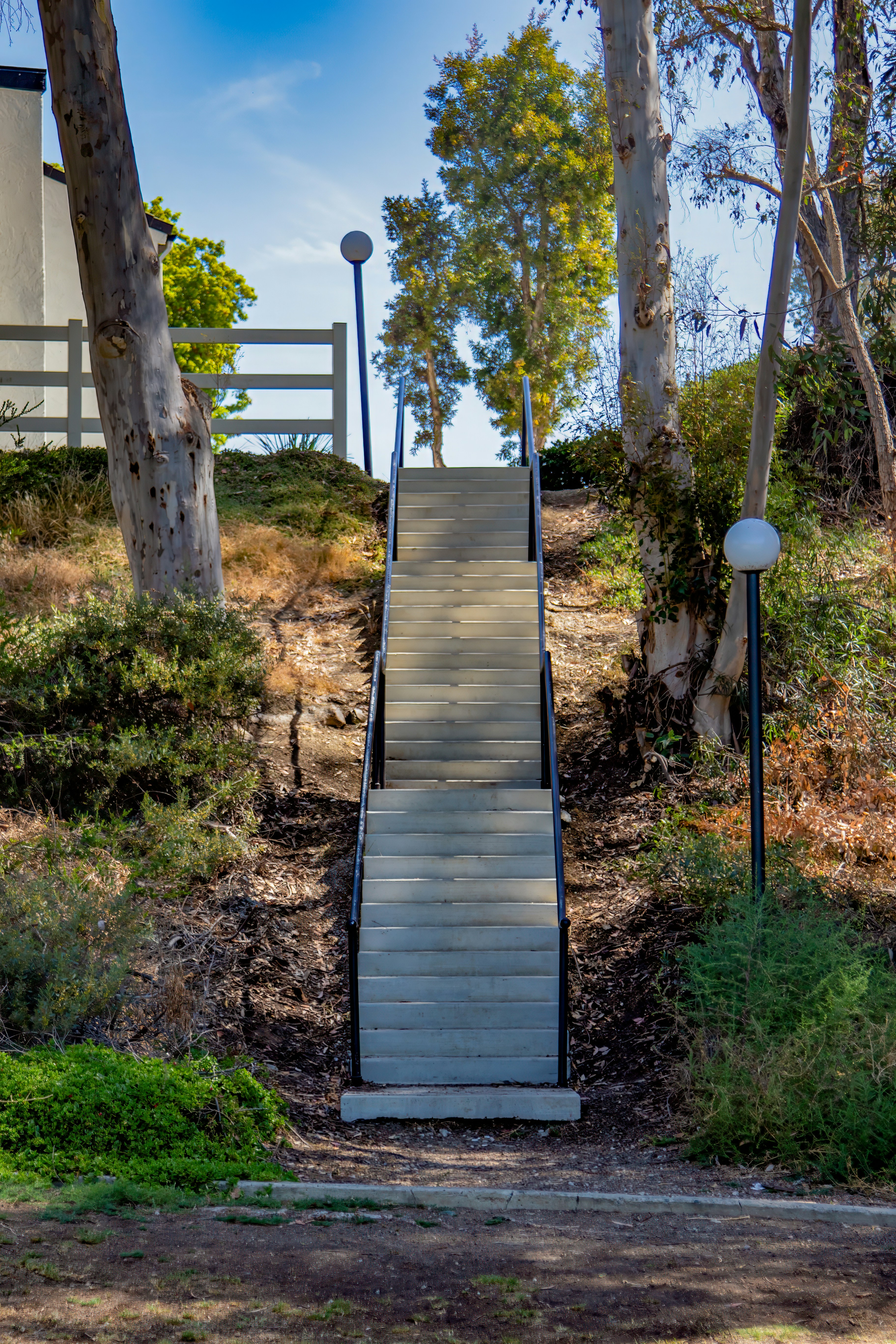 Symmetrical Passage: A Staircase Between Trees Upward to Light