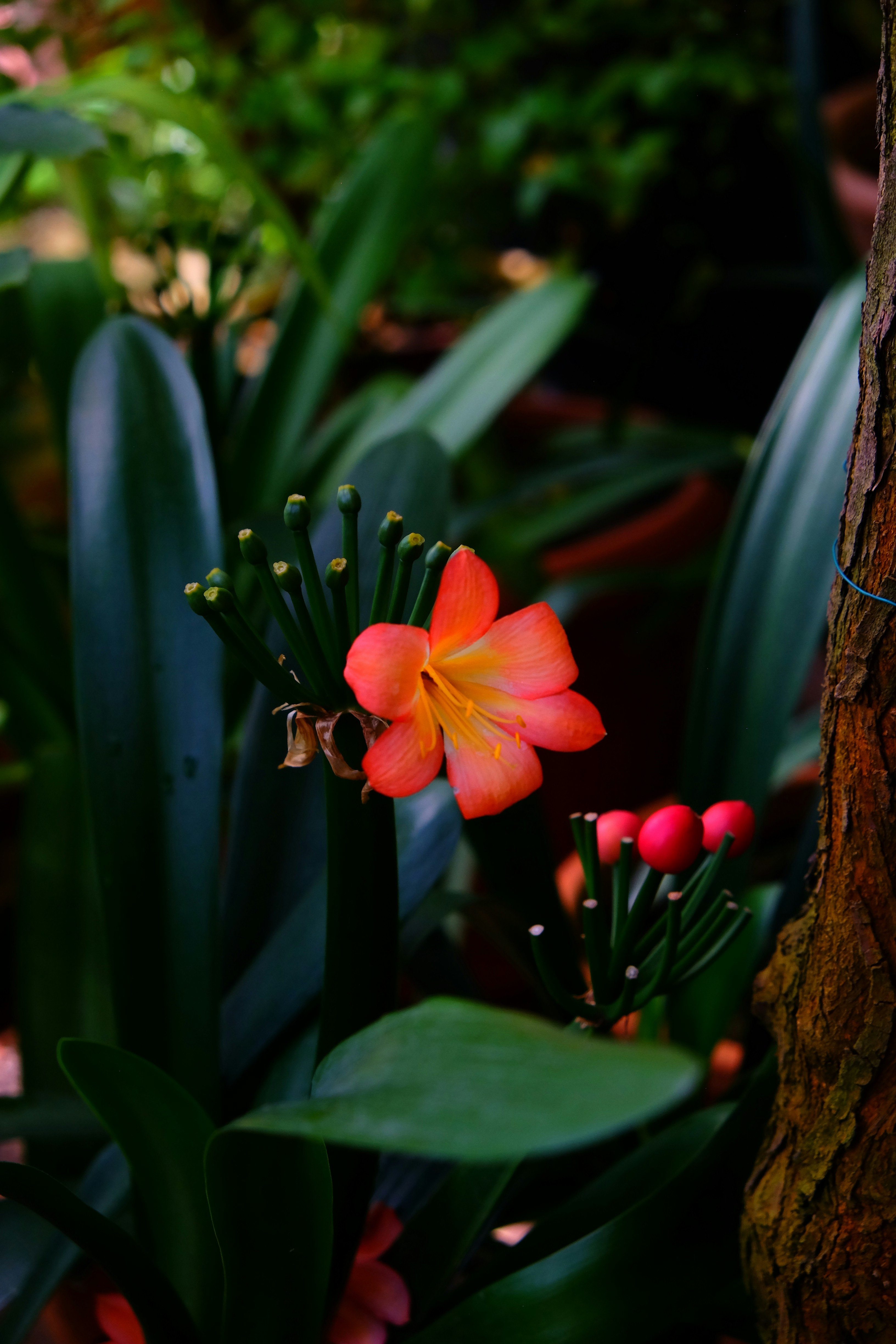 Orange Blossom Bloom Framed by Jungle Green