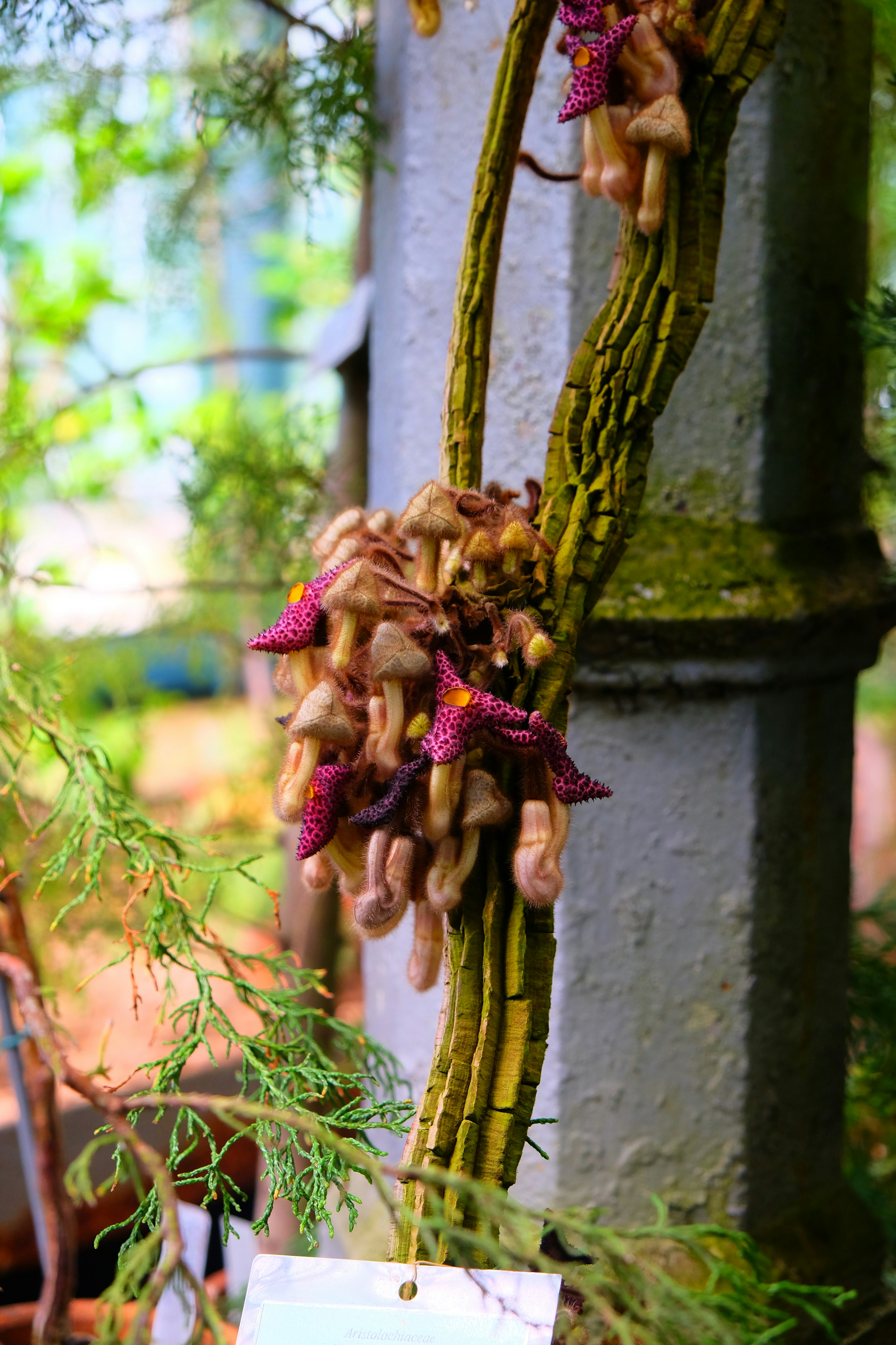 Vines in Bloom: A braided stem of fungi and flora rising beside a weathered column