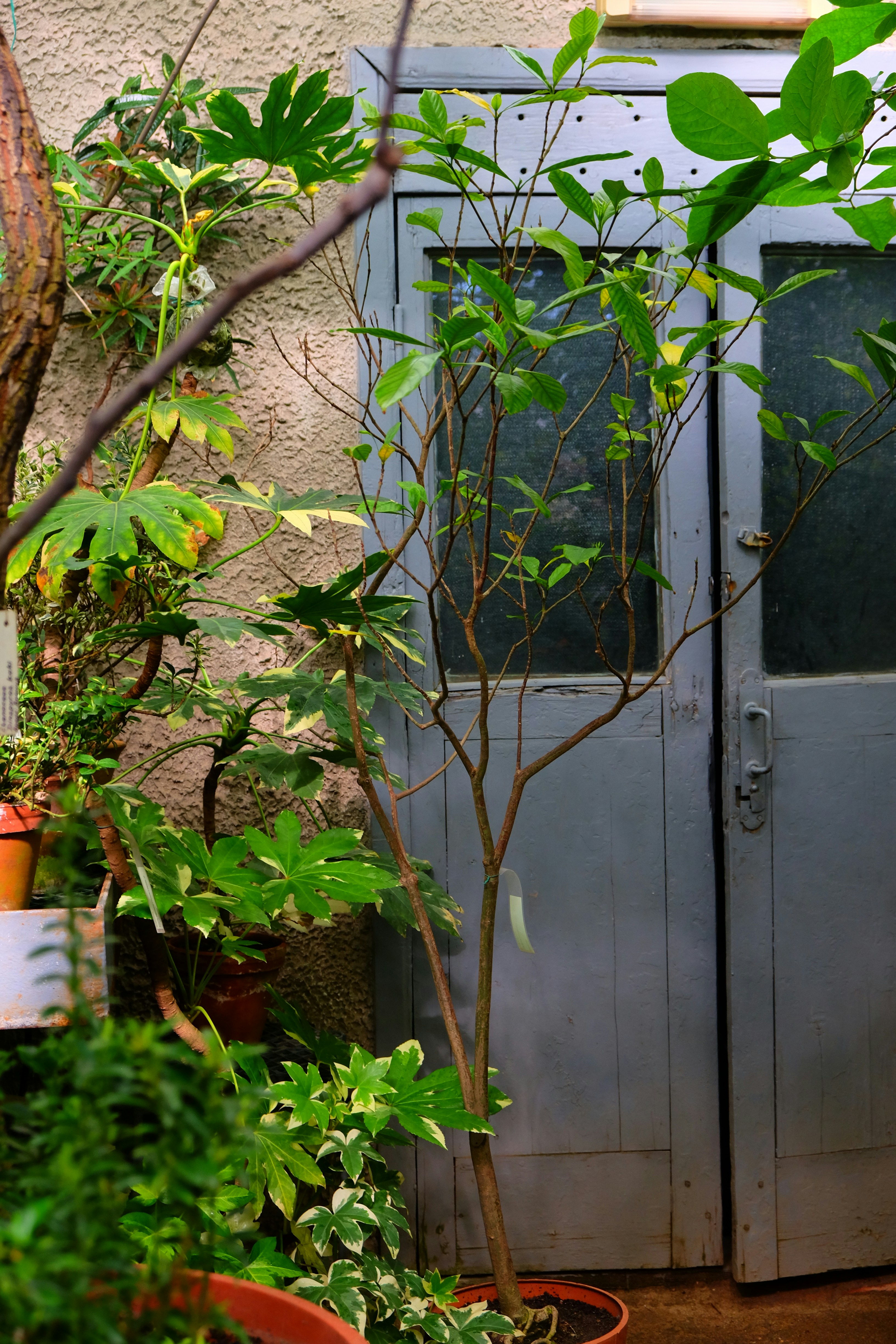 Overgrown doorsill: sunlit greenery reclaiming a weathered doorway
