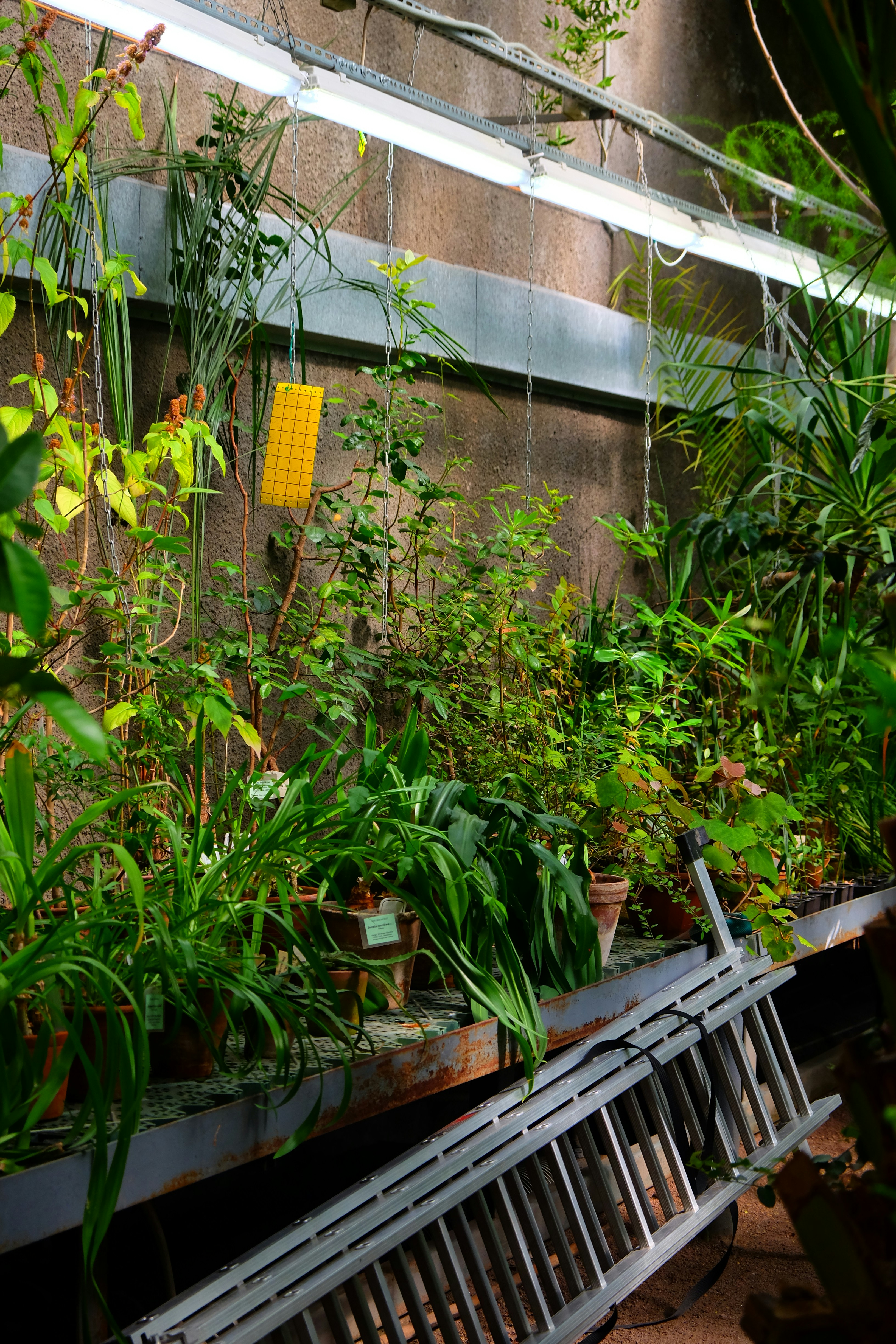 Lush greenhouse tapestry: a cascade of leafy greens on a metal shelf