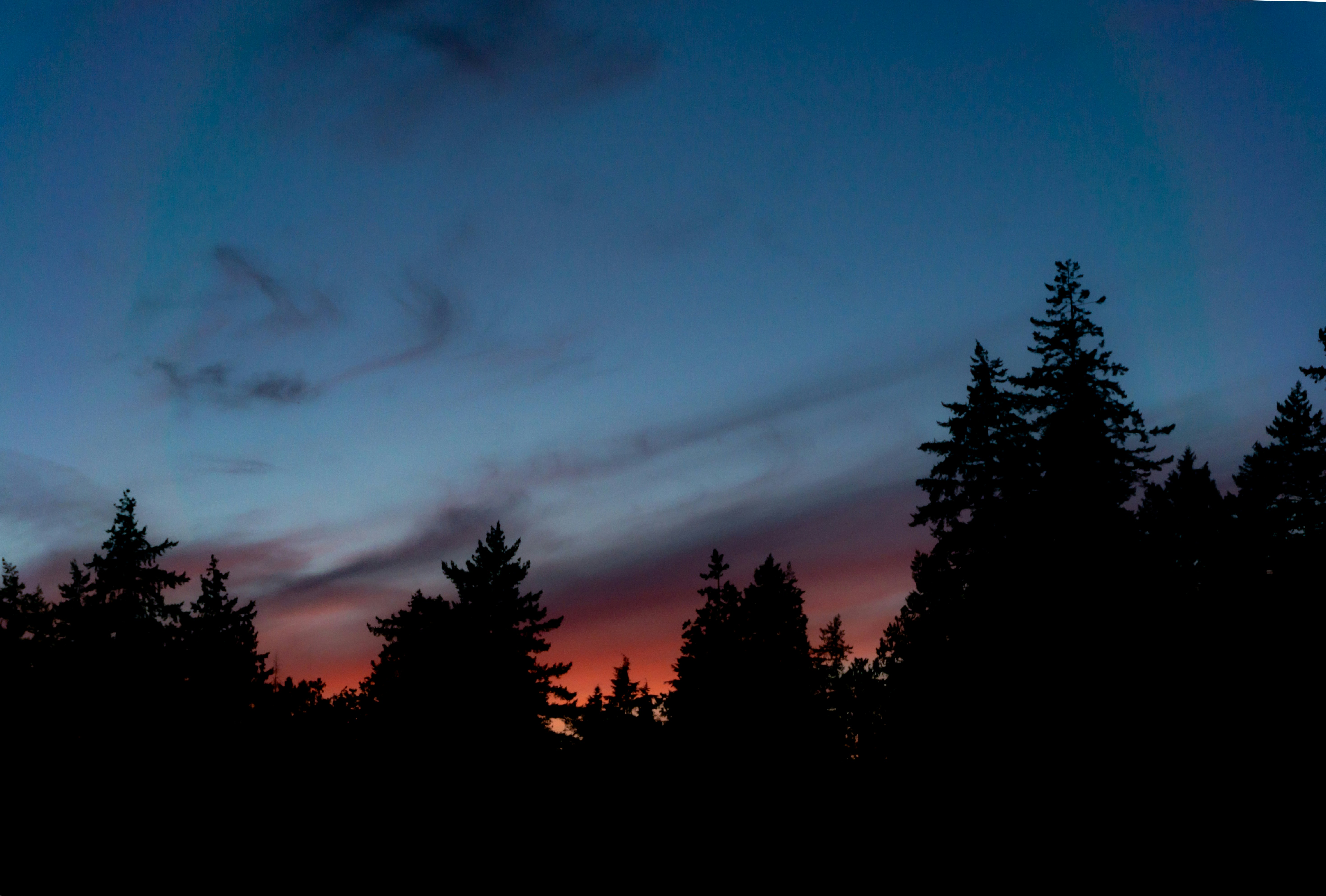 Silhouetted Pines at Dusk: A Sky Streaked with Color