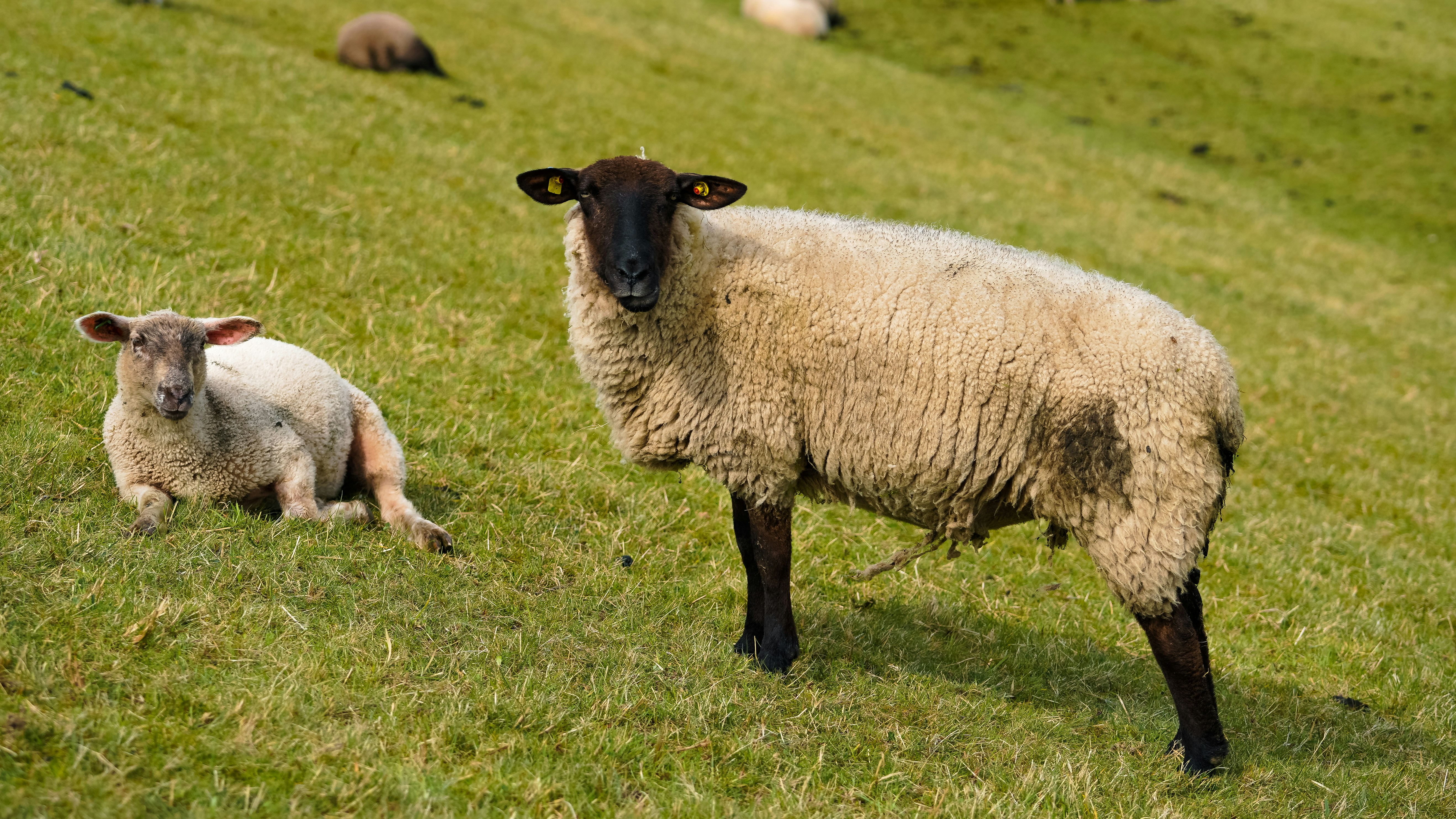 Curious Ewe and Watchful Lamb on a Sunlit Meadow