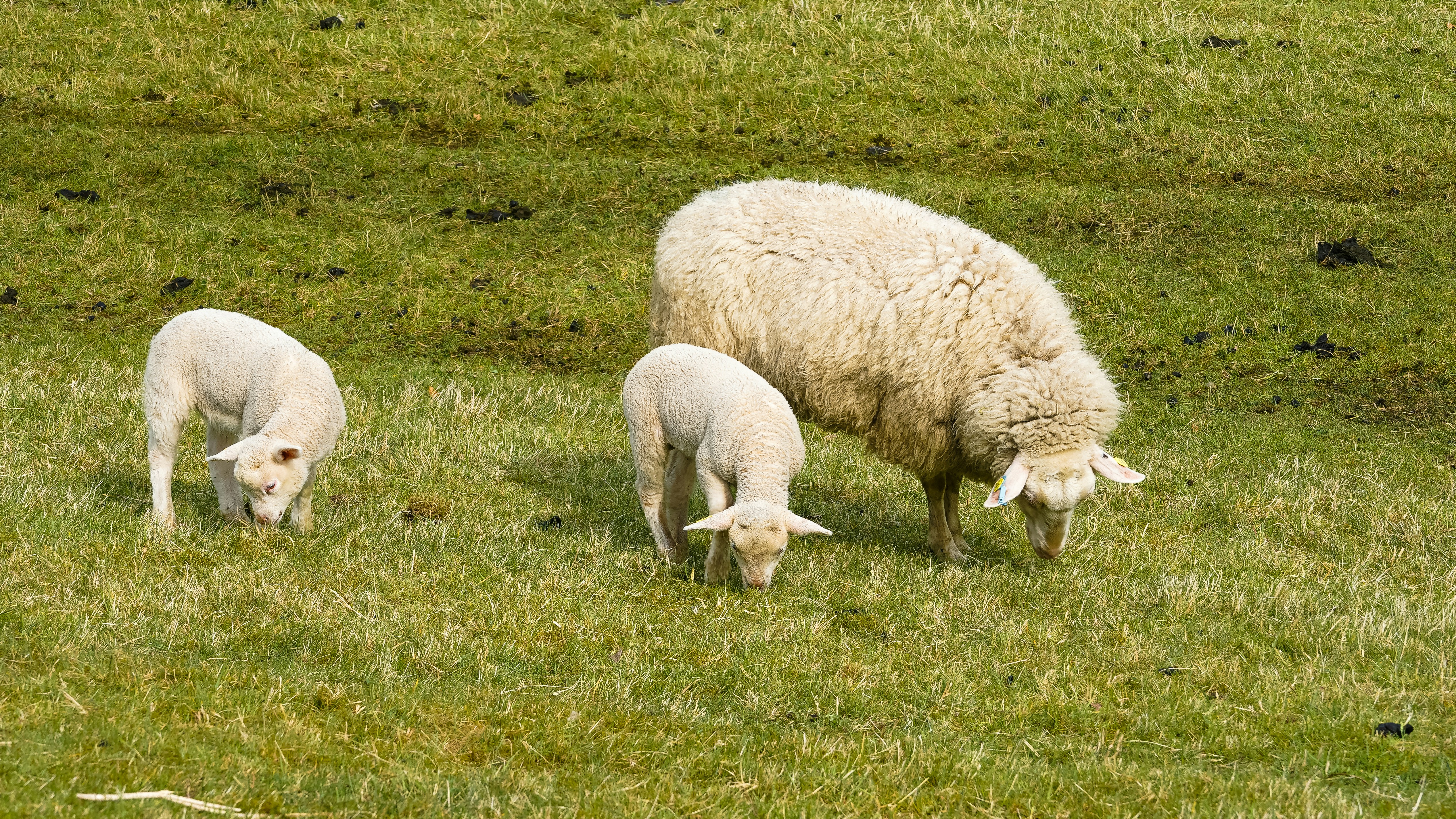 Sheep Duo in a Quiet Field: Gentle Grazing under Soft Light
