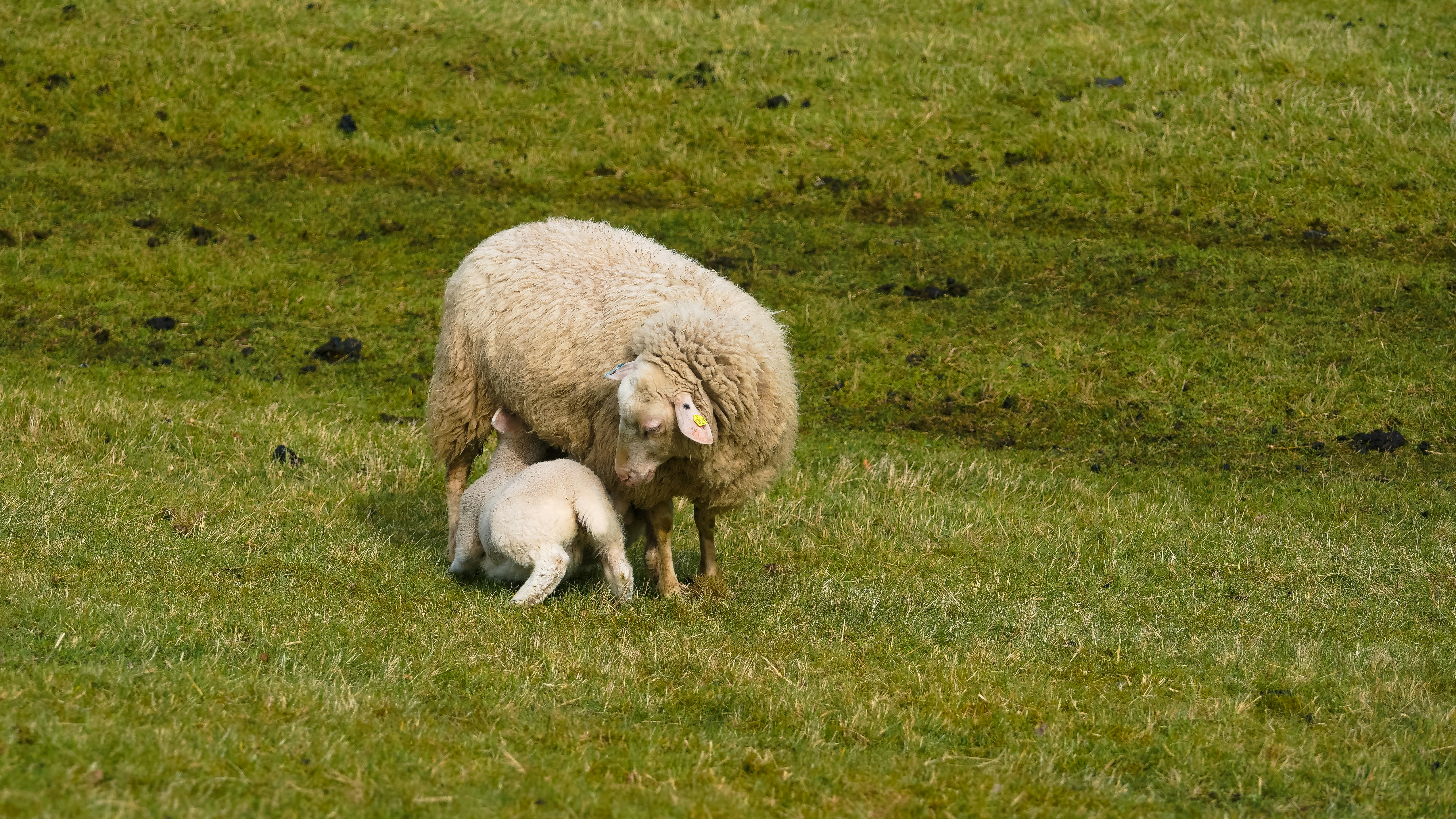 Lamb Nestled Under a Protective Wool in the Pasture
