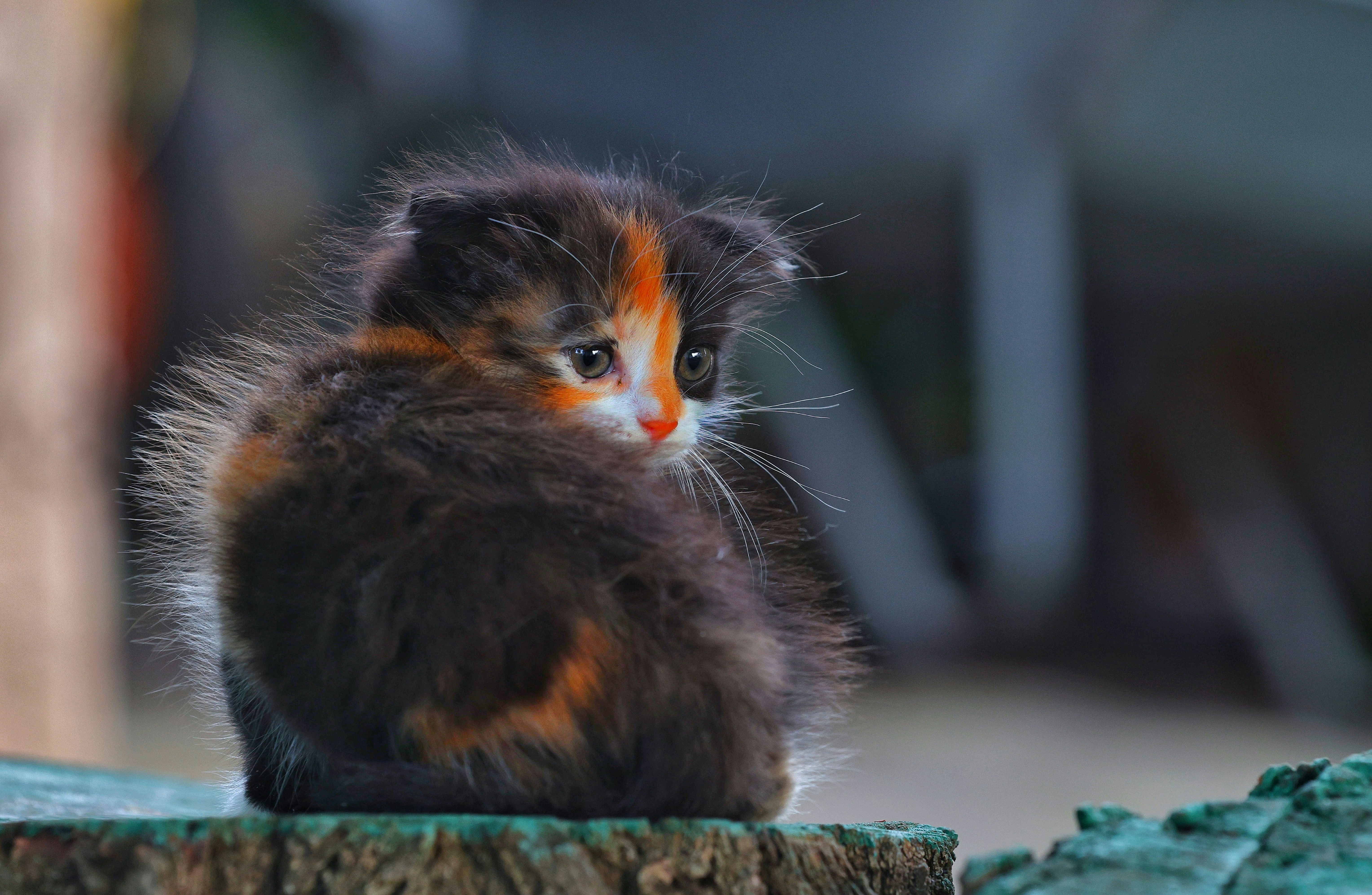 Fluffy Calico Moment: A Curious Kitten on a Log