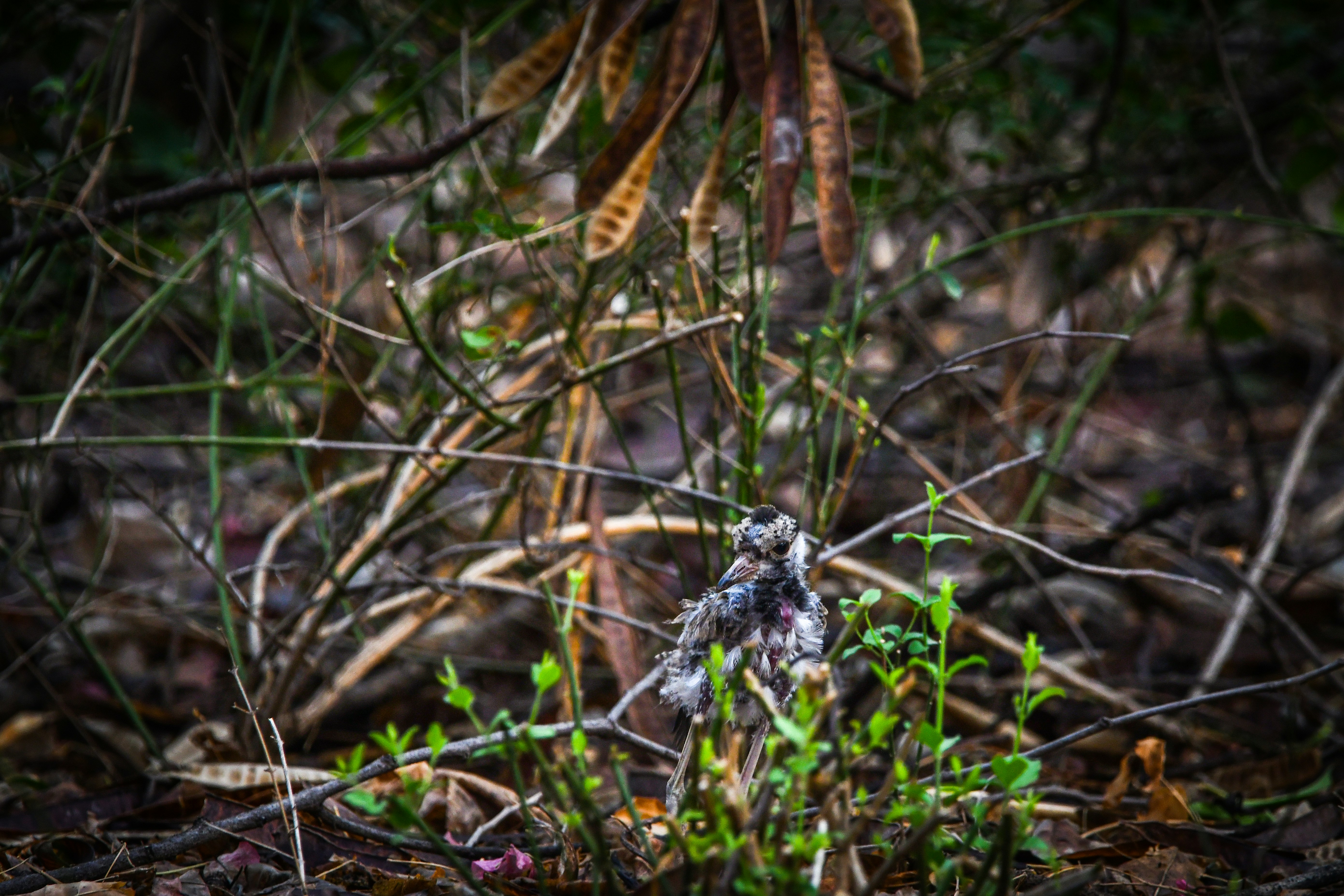 Hidden Twig Creature: A Mossy Survivor Among Fallen Leaves