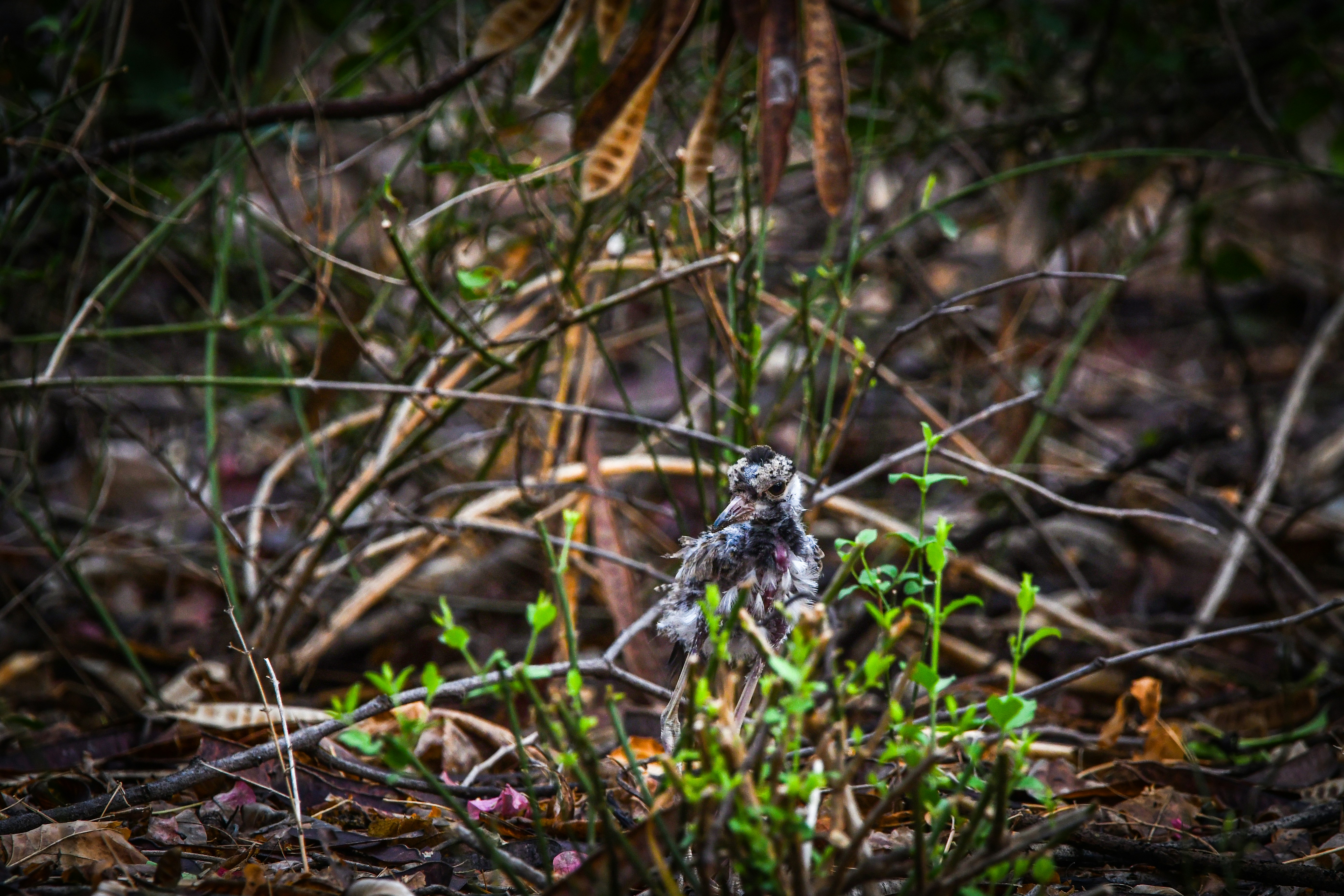Moss-Clad Sentinel: A Forest Floor’s Quiet Detail