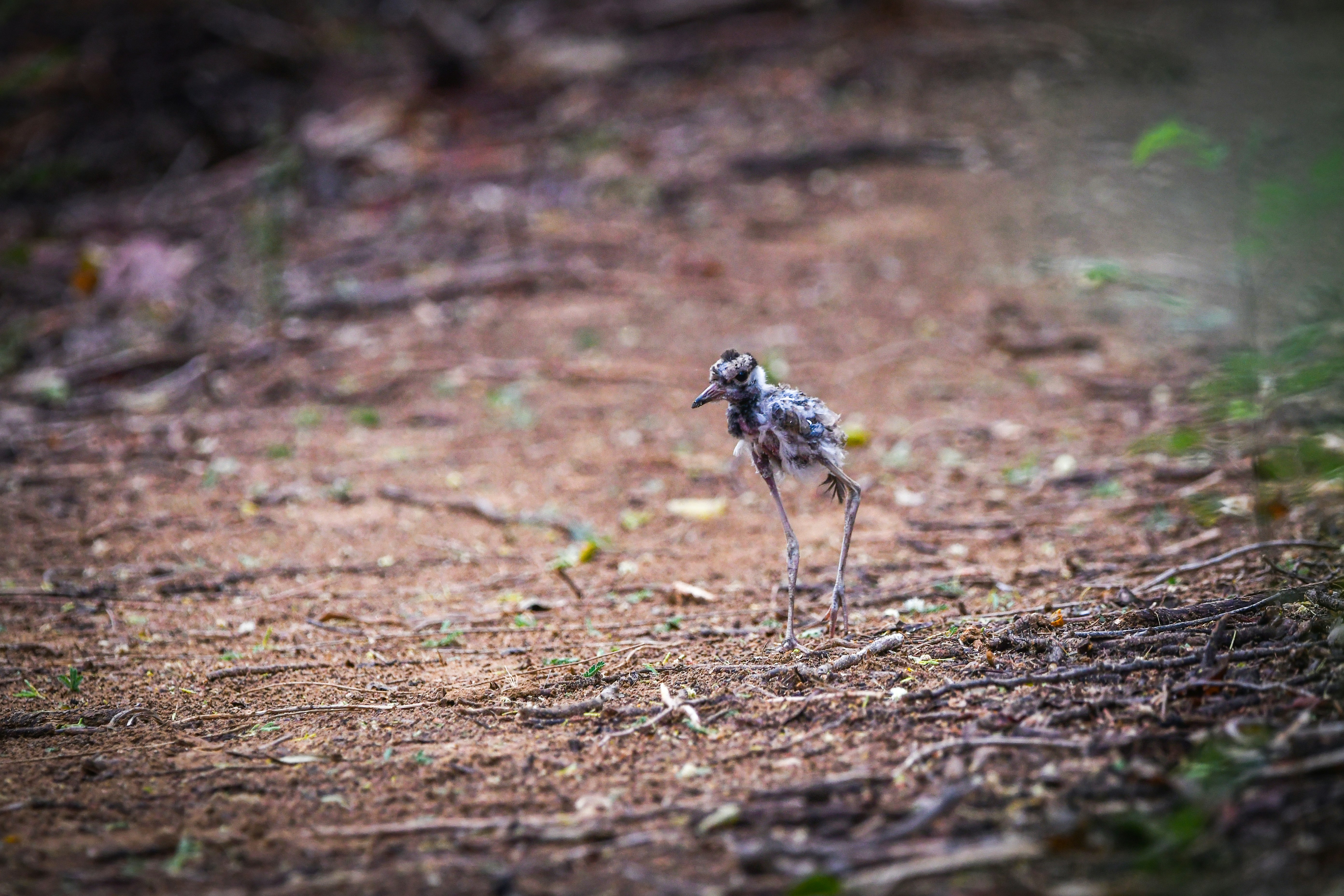 Tiny Ranger in a Quiet Trail: A Ground-Level Bird Remnant