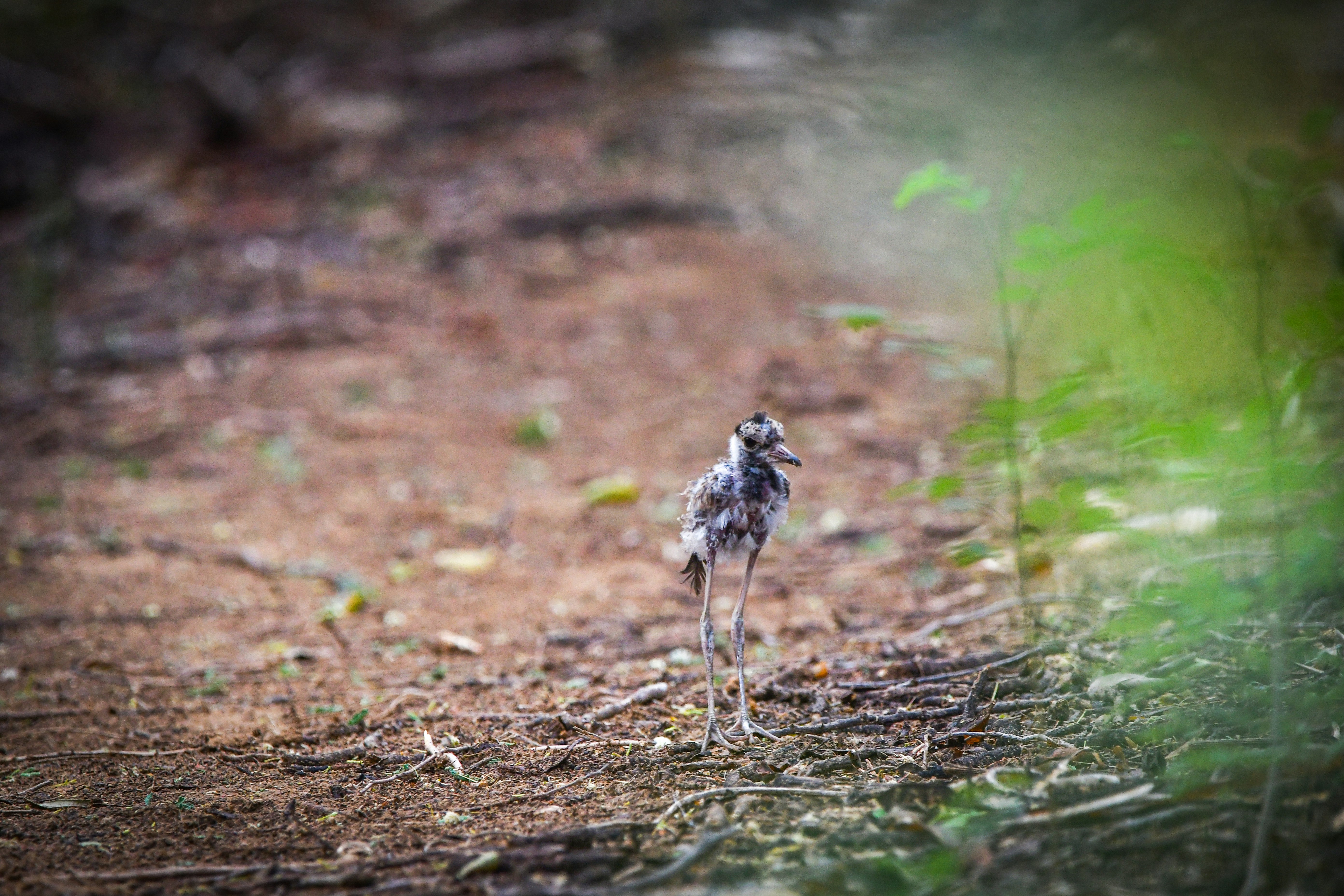 Tiny Heron, Giant Ground: A Wary Moment on a Forest Floor