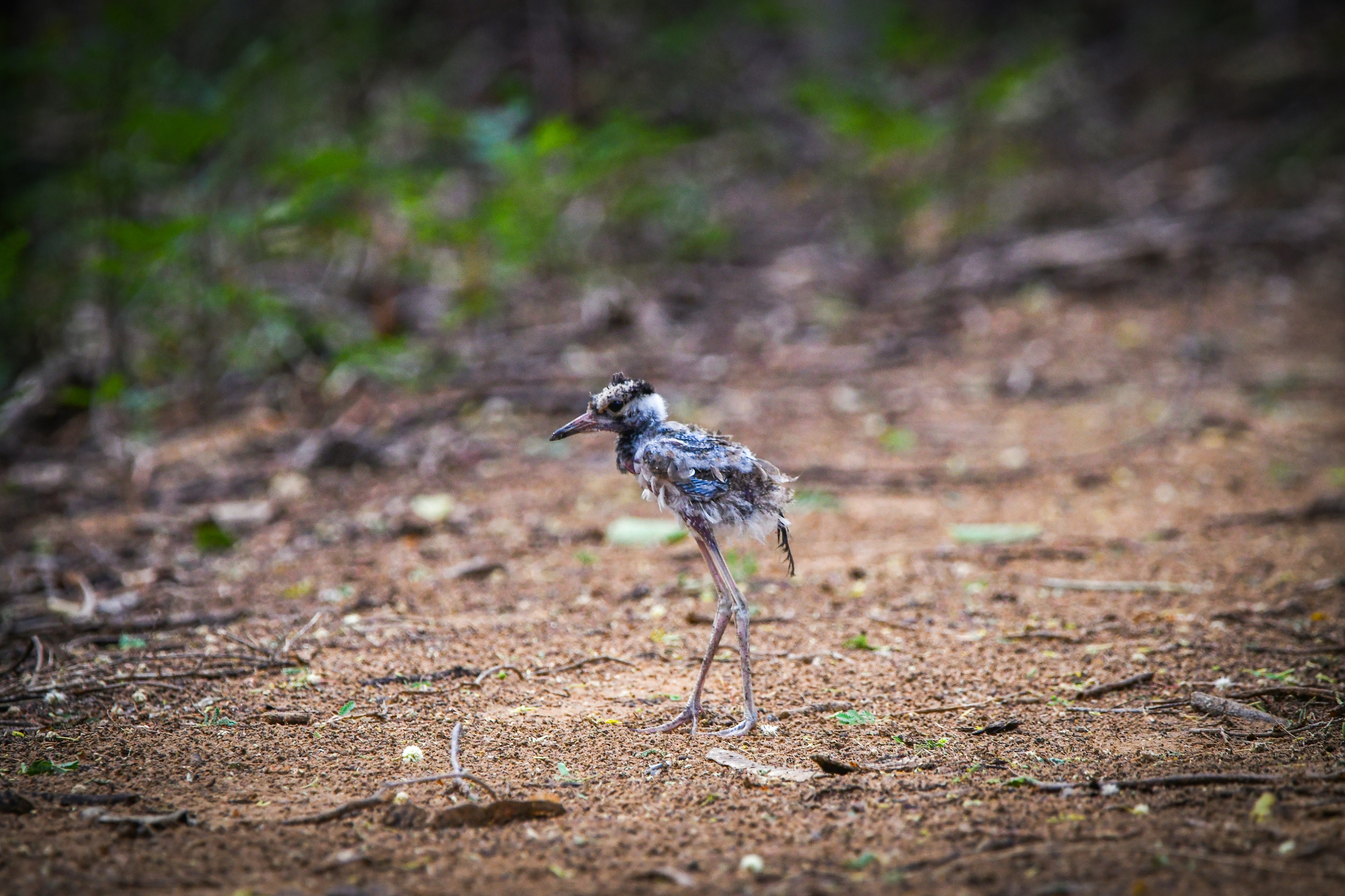 Dusty Ground, Curious Wader: A Little Egret Juvenile Peeks from the Dust