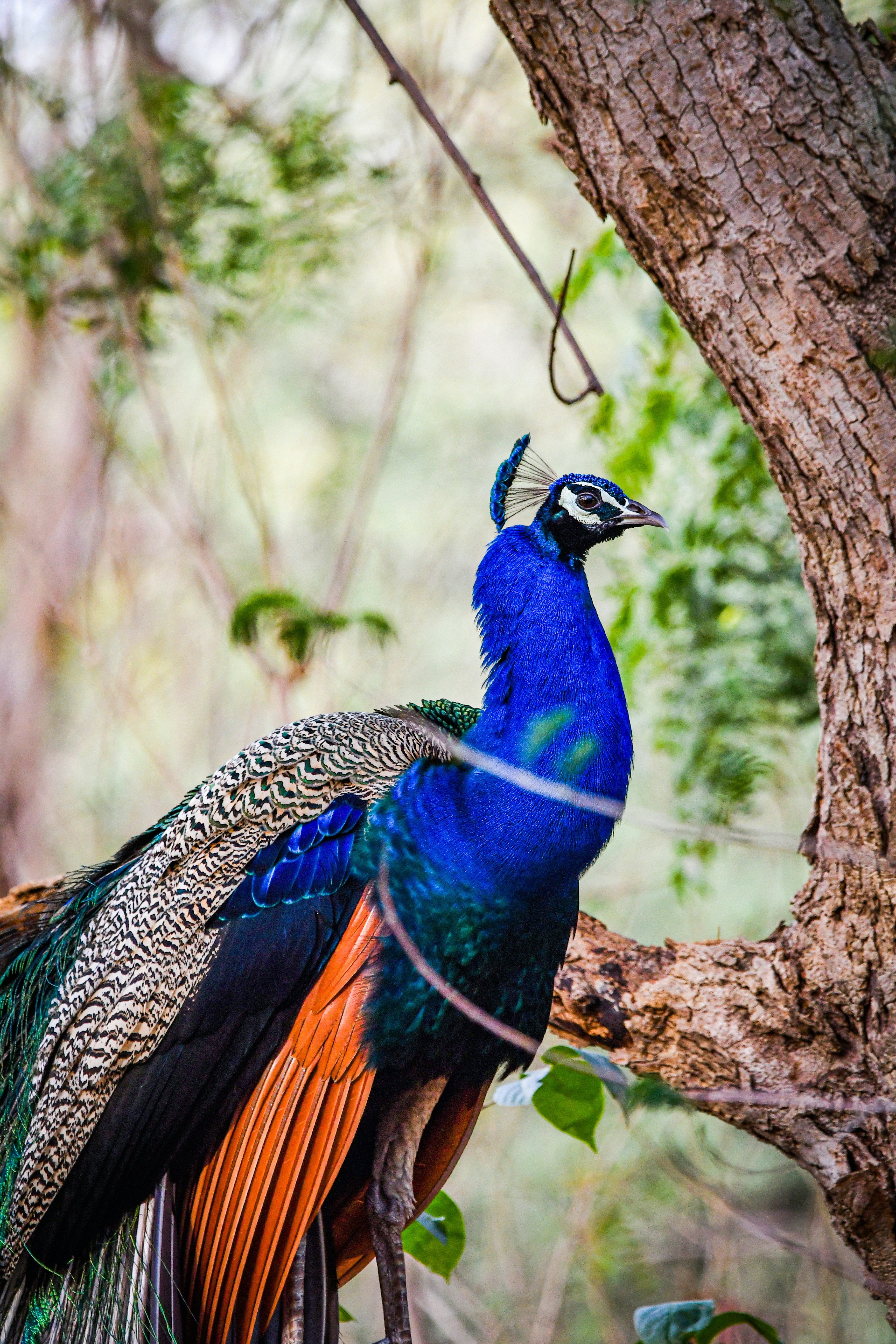 Azure Crown: A Portrait of a Peacock in the Dappled Forest