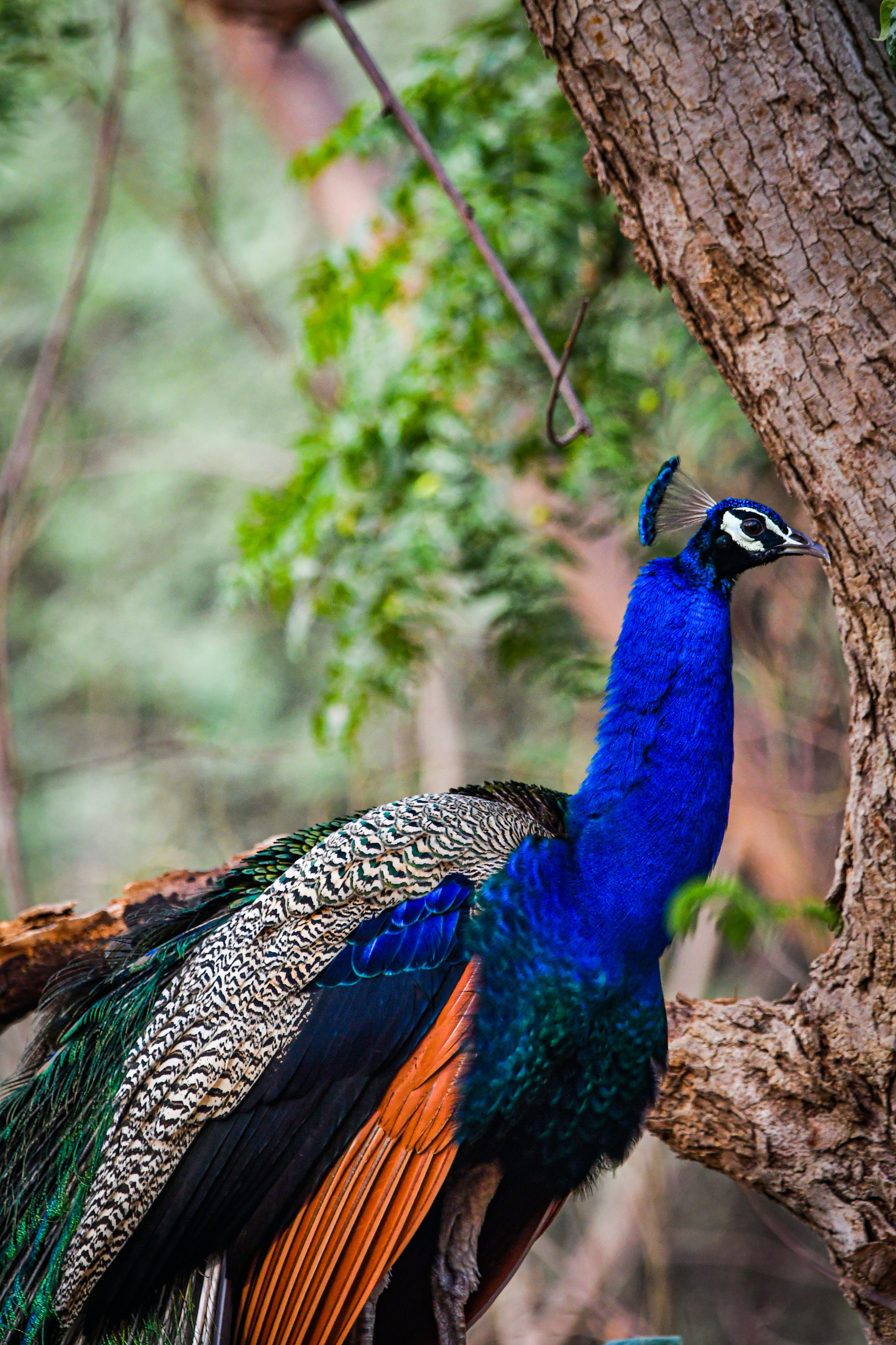 Vivid Peacock in a Quiet Forest Corner