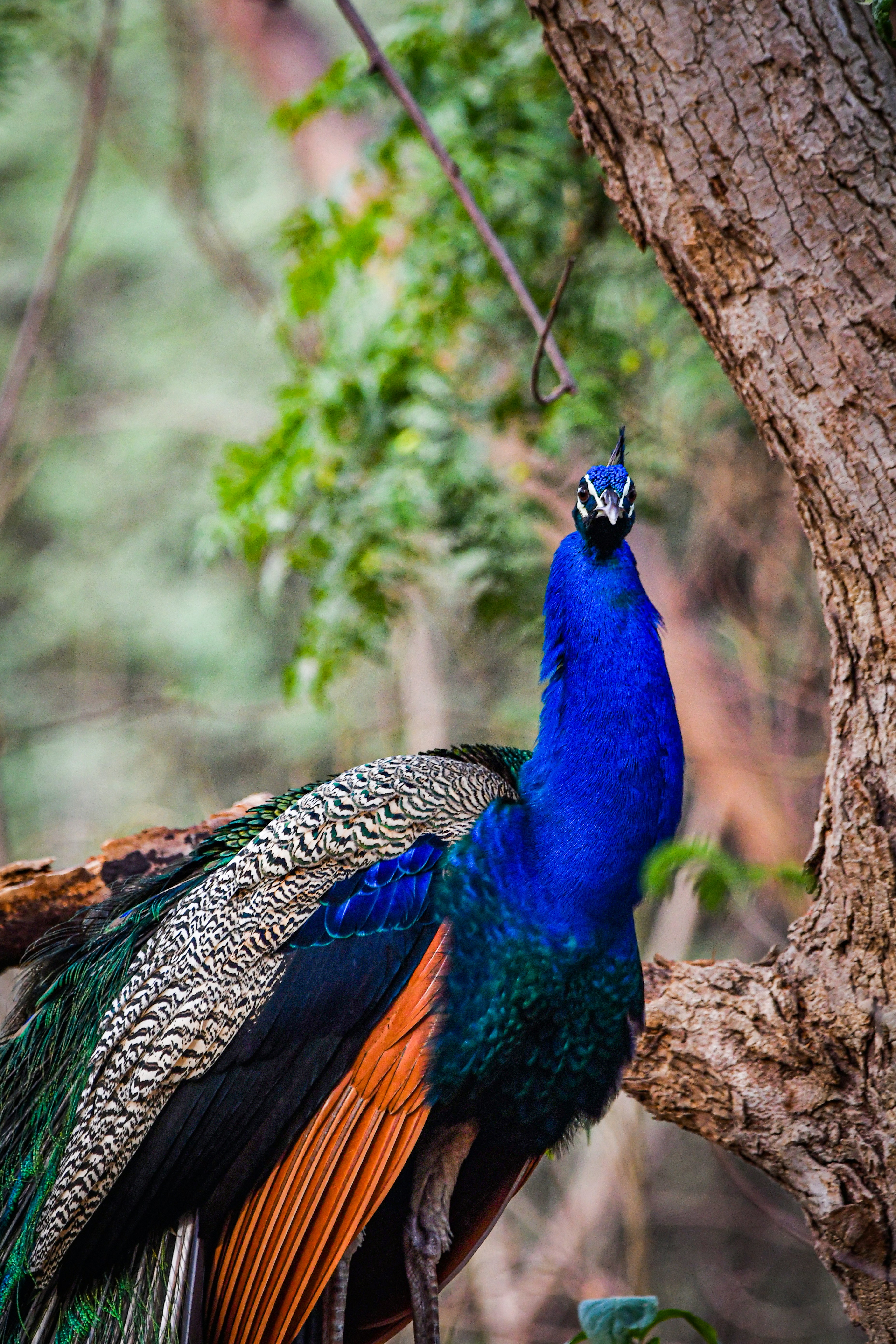 Royal Blue: A Peafowl Crowned by Branches