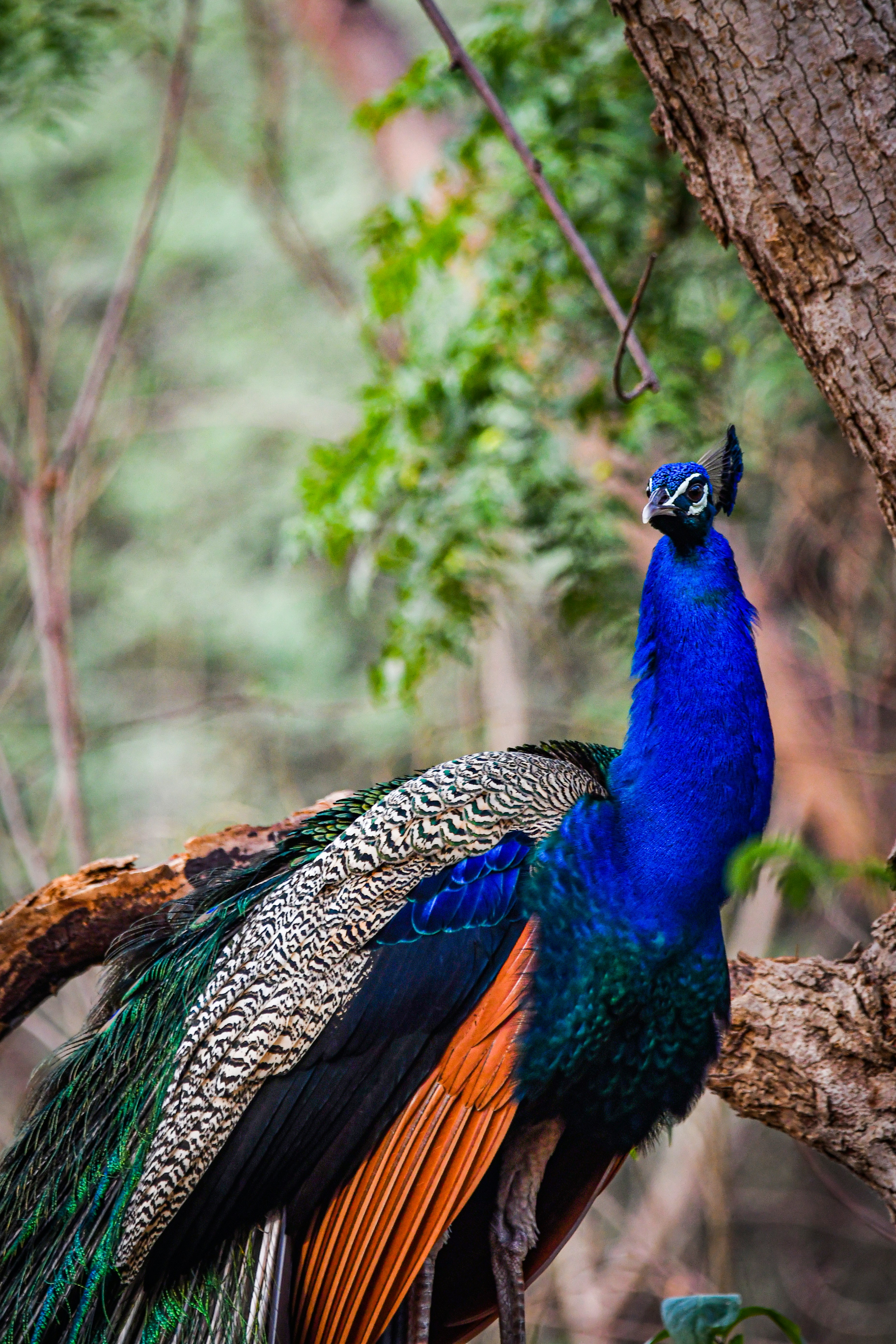 Royal Blue in the Pines: A peacock poised on a sunlit branch