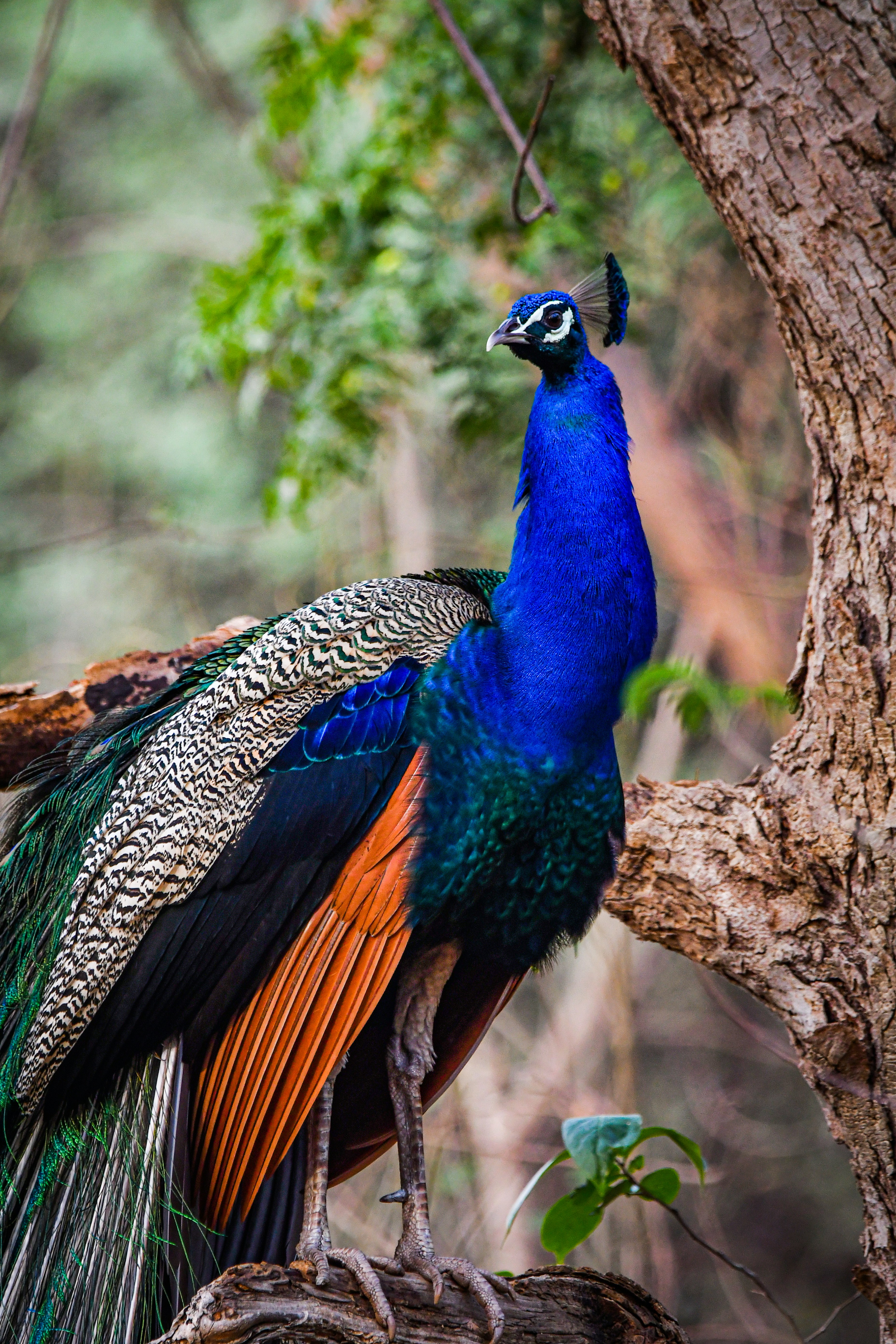Vivid Crown: A regal peacock surveying the forest edge