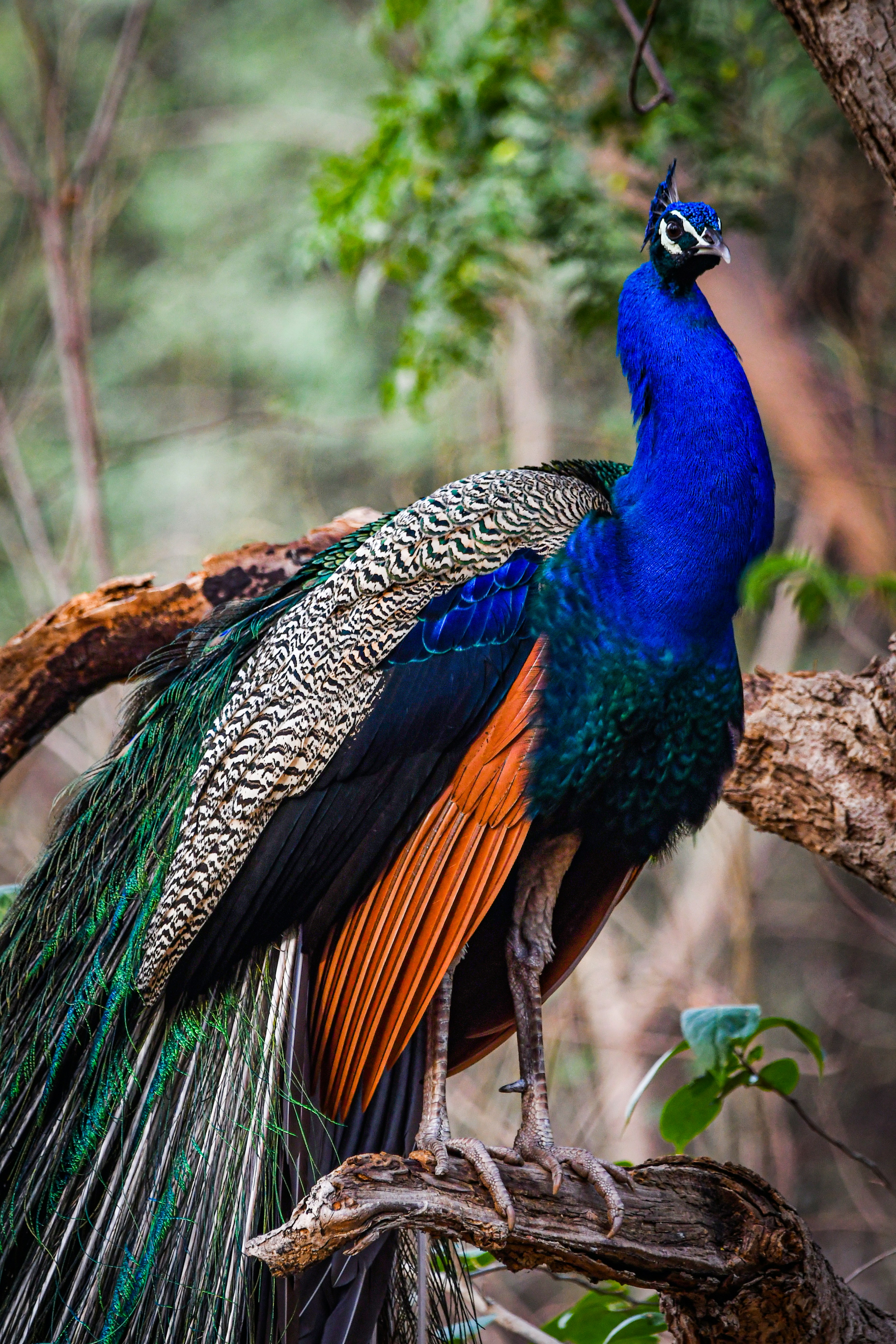 Azure Crown: a regal peacock posed on weathered limbs
