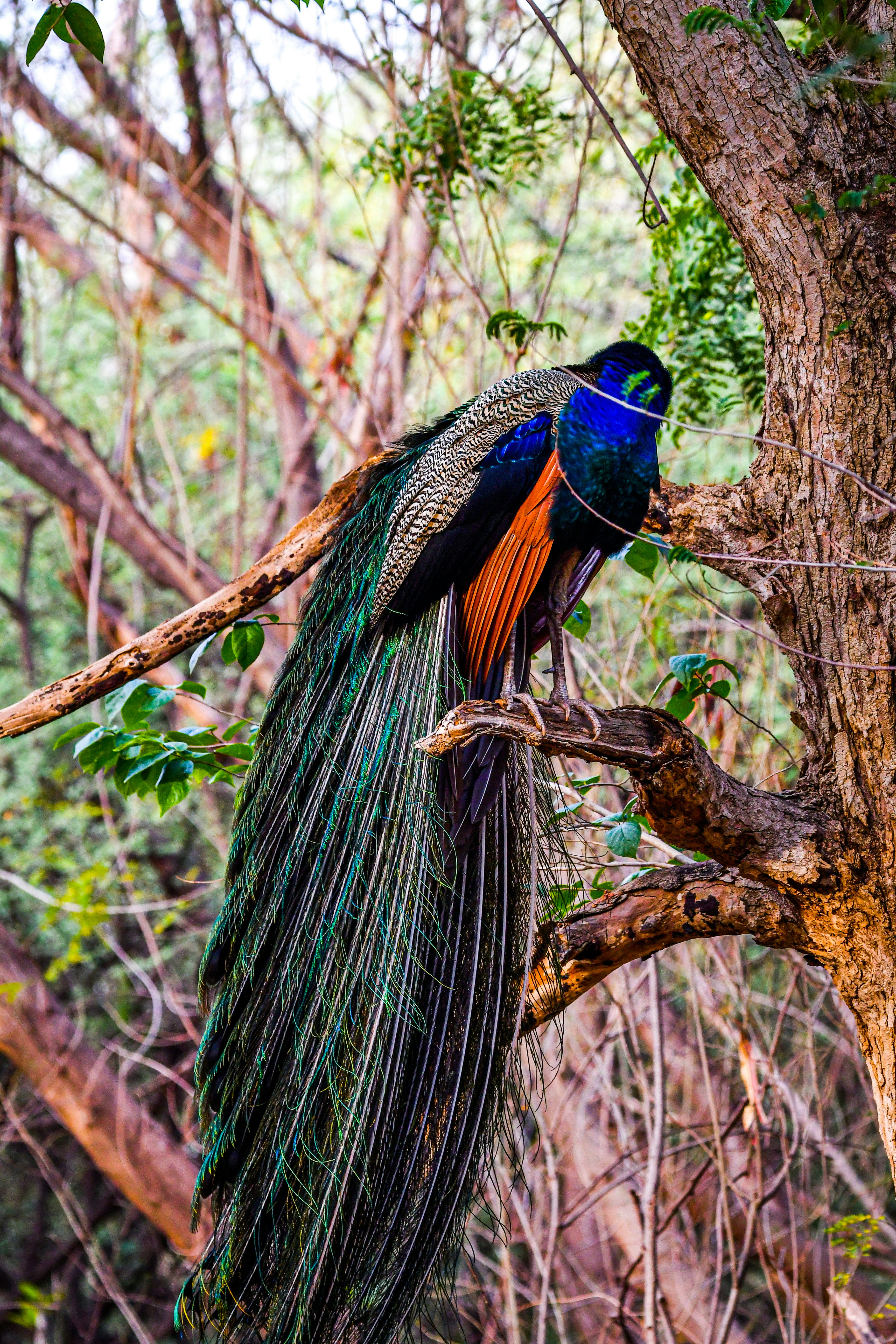 Vivid Plumage Crowned by a Forest Backdrop