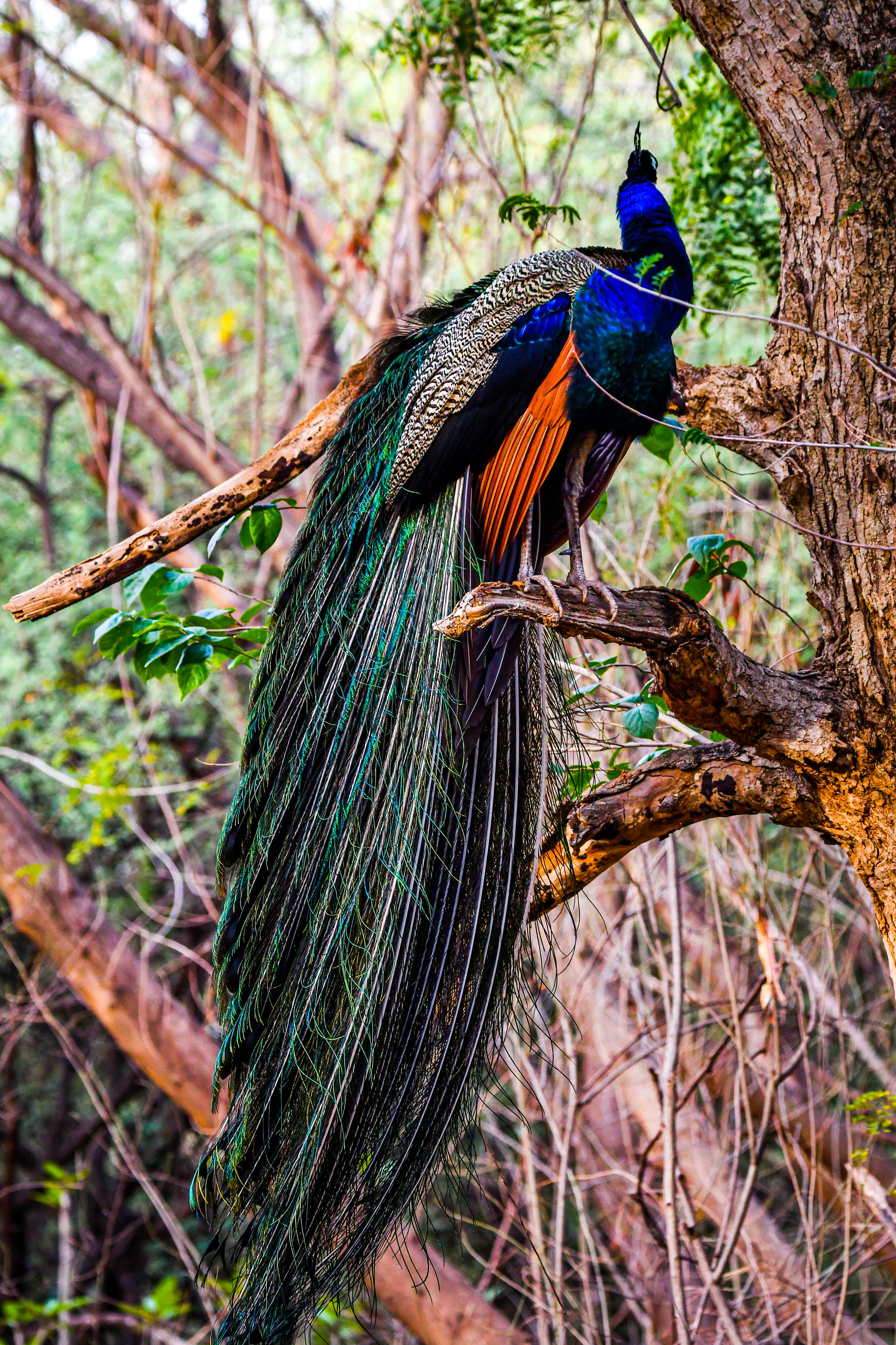 Royal Feathers: A Peacock Perched Among Rough Bark and Green Veils