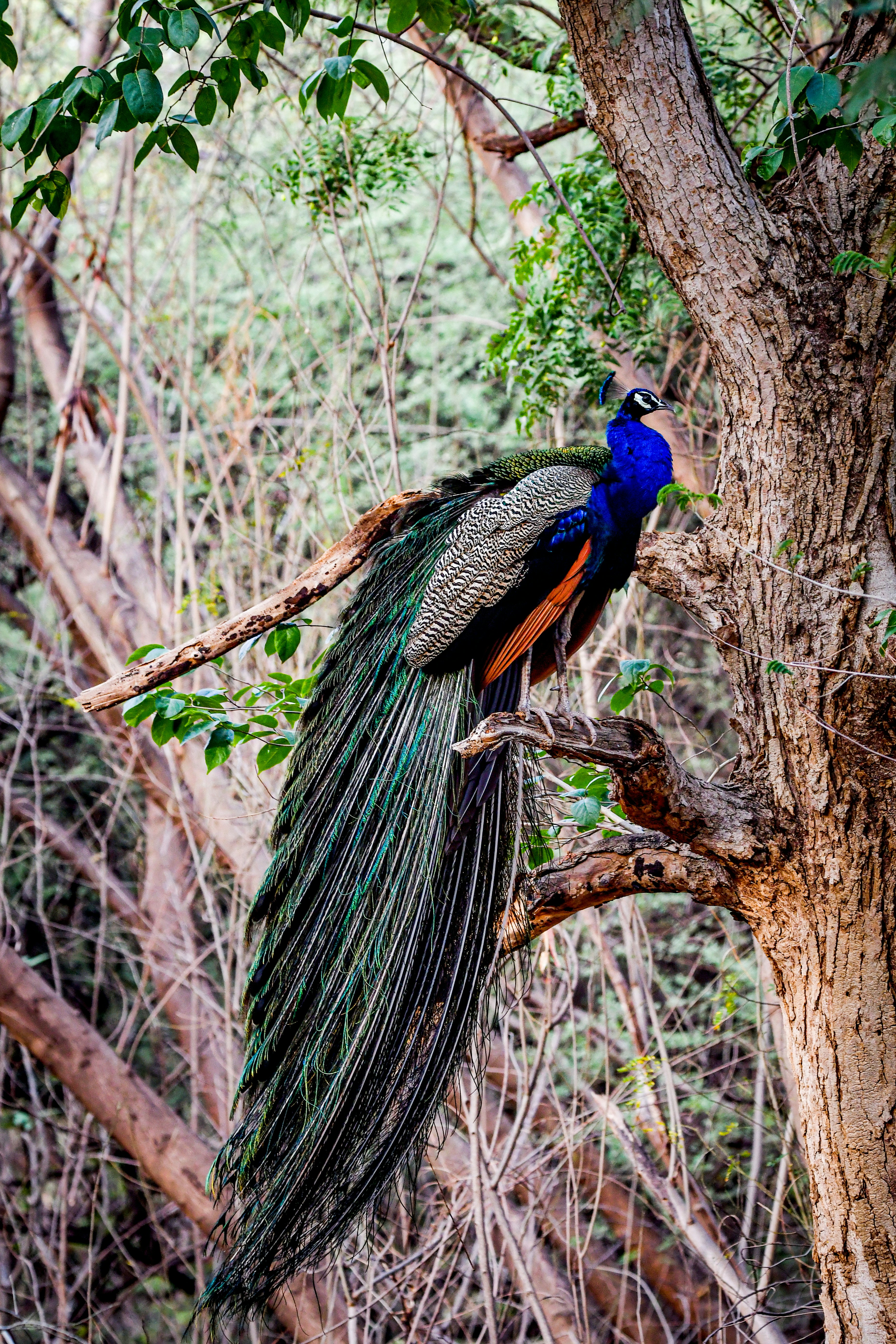 Majestic Crest: A peacock perches and fans its emerald train against a woodland backdrop