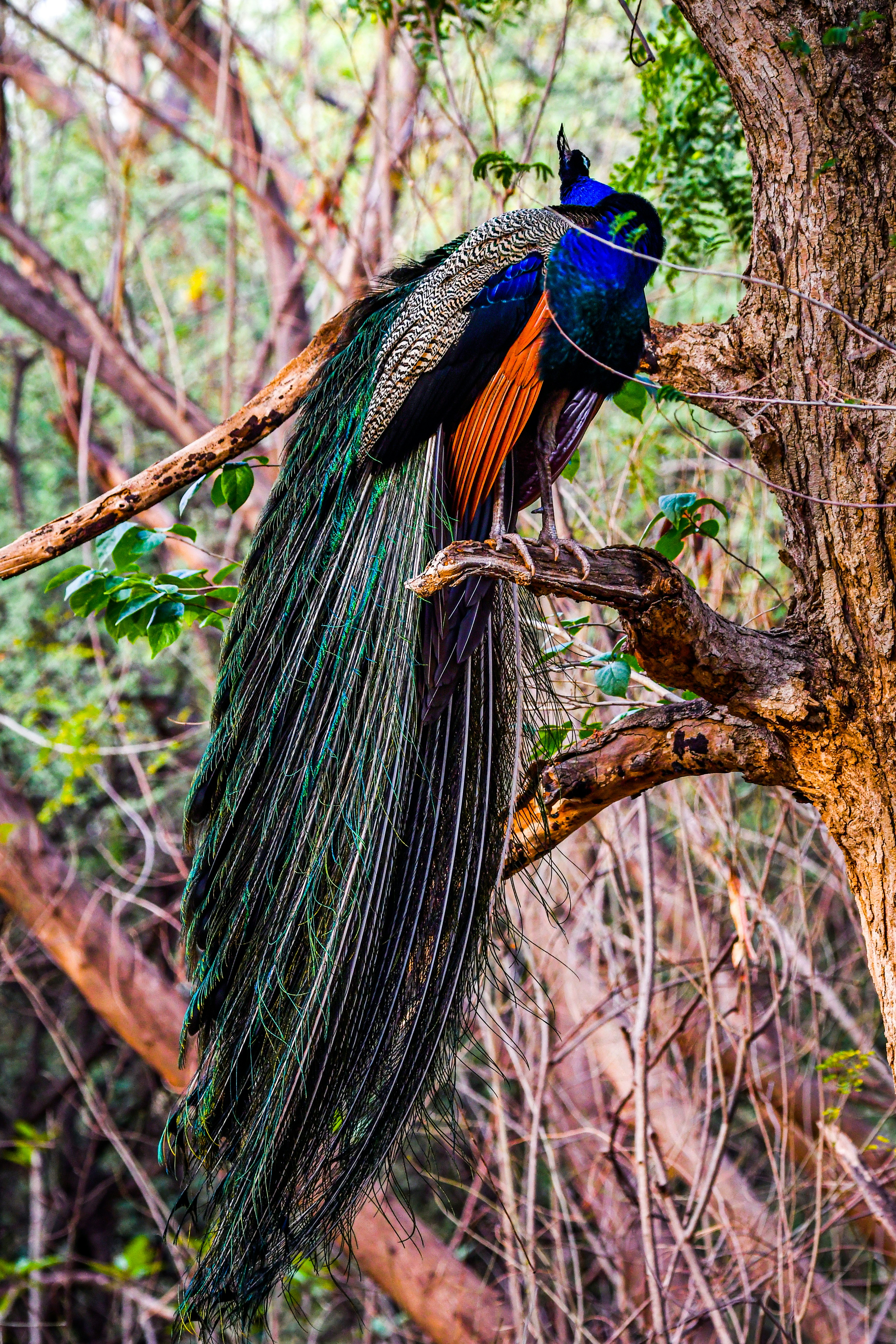 Regal Peacock Perched in a Window of Green