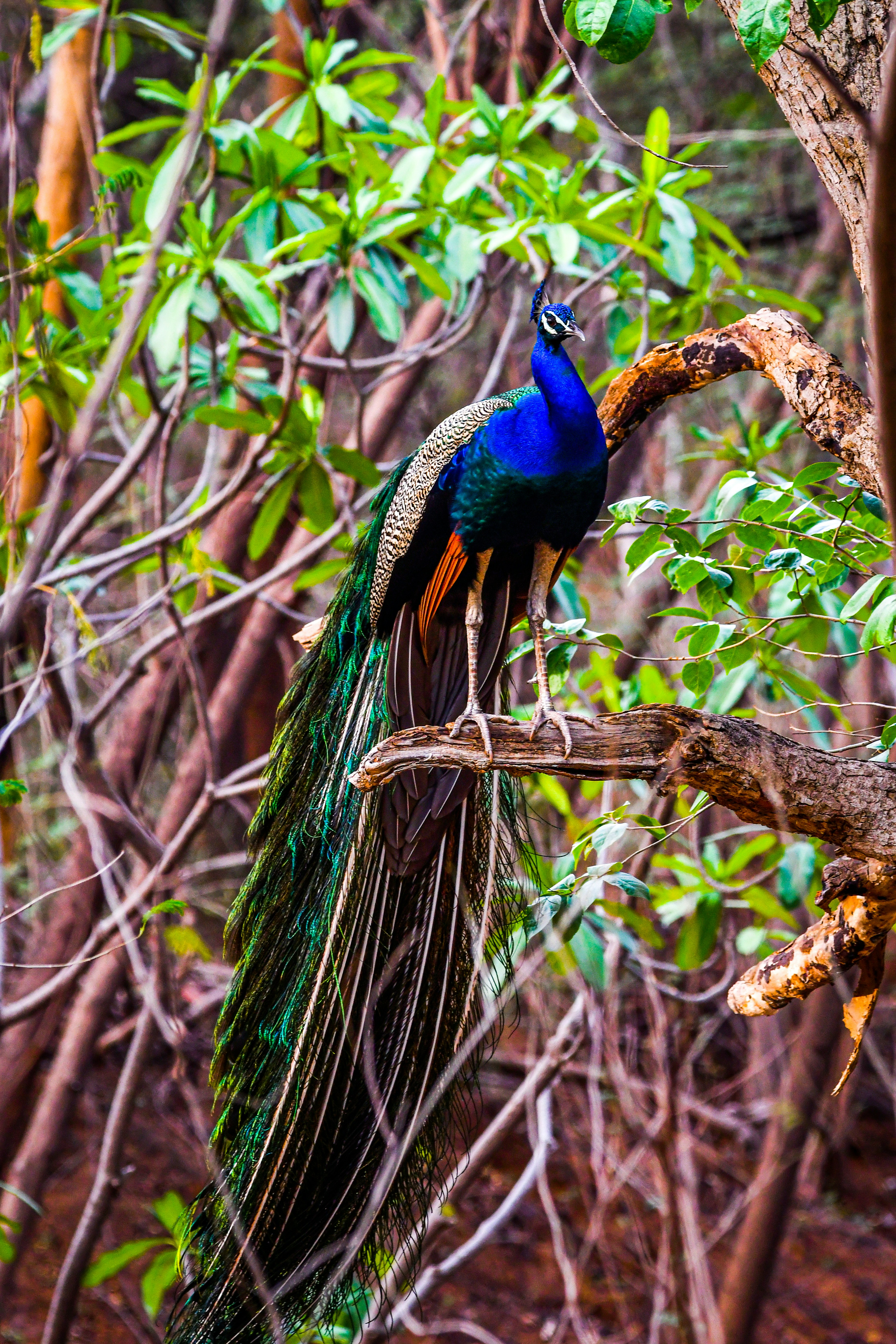 Majestic Peafowl Crowned by Vivid Foliage