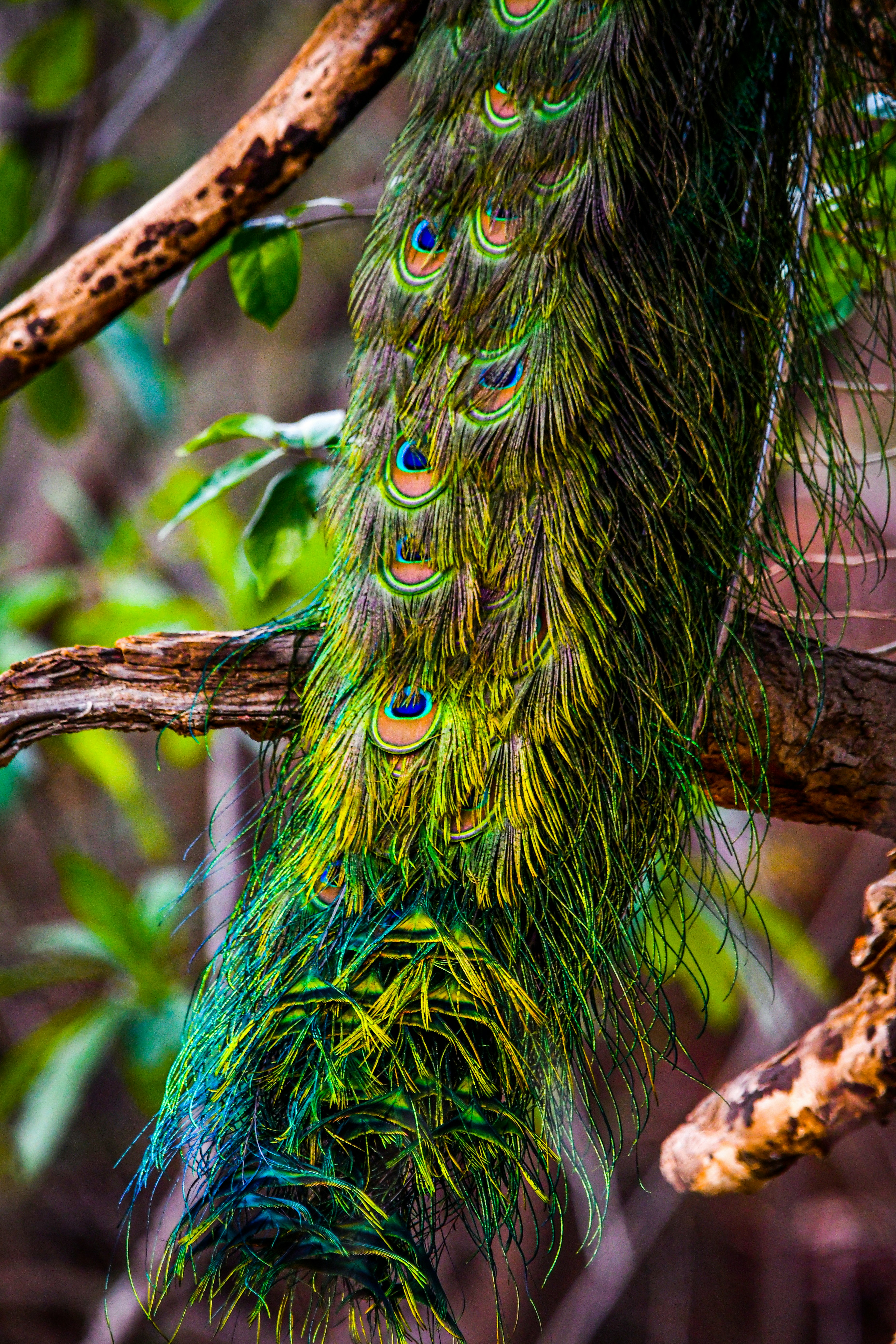 Peacock Feathers Cascading Over a Weathered Branch