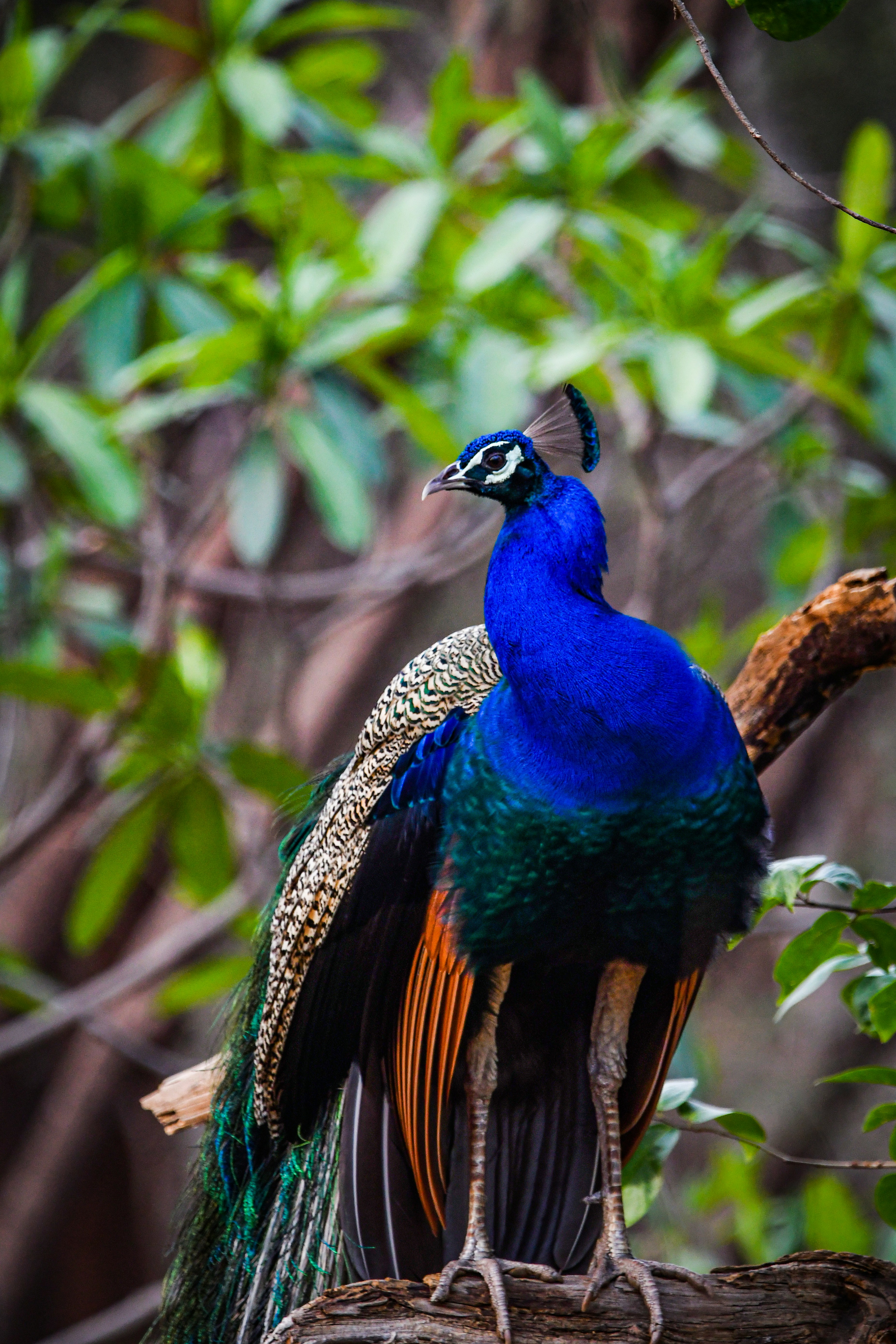 Velvet Crown: A Striking Blue Peacock Amid Greenery