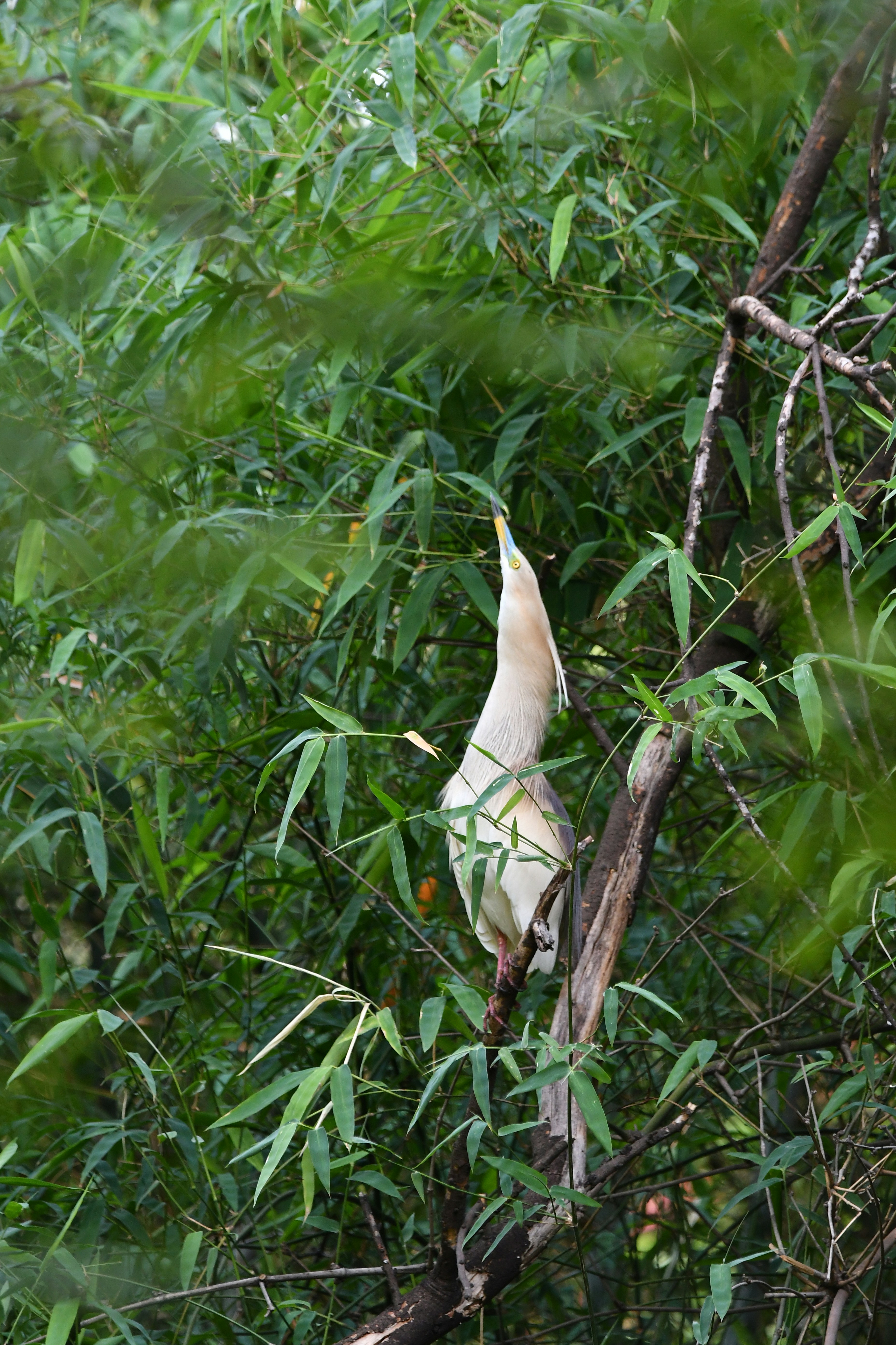 Graceful Heron Among Willow Veil