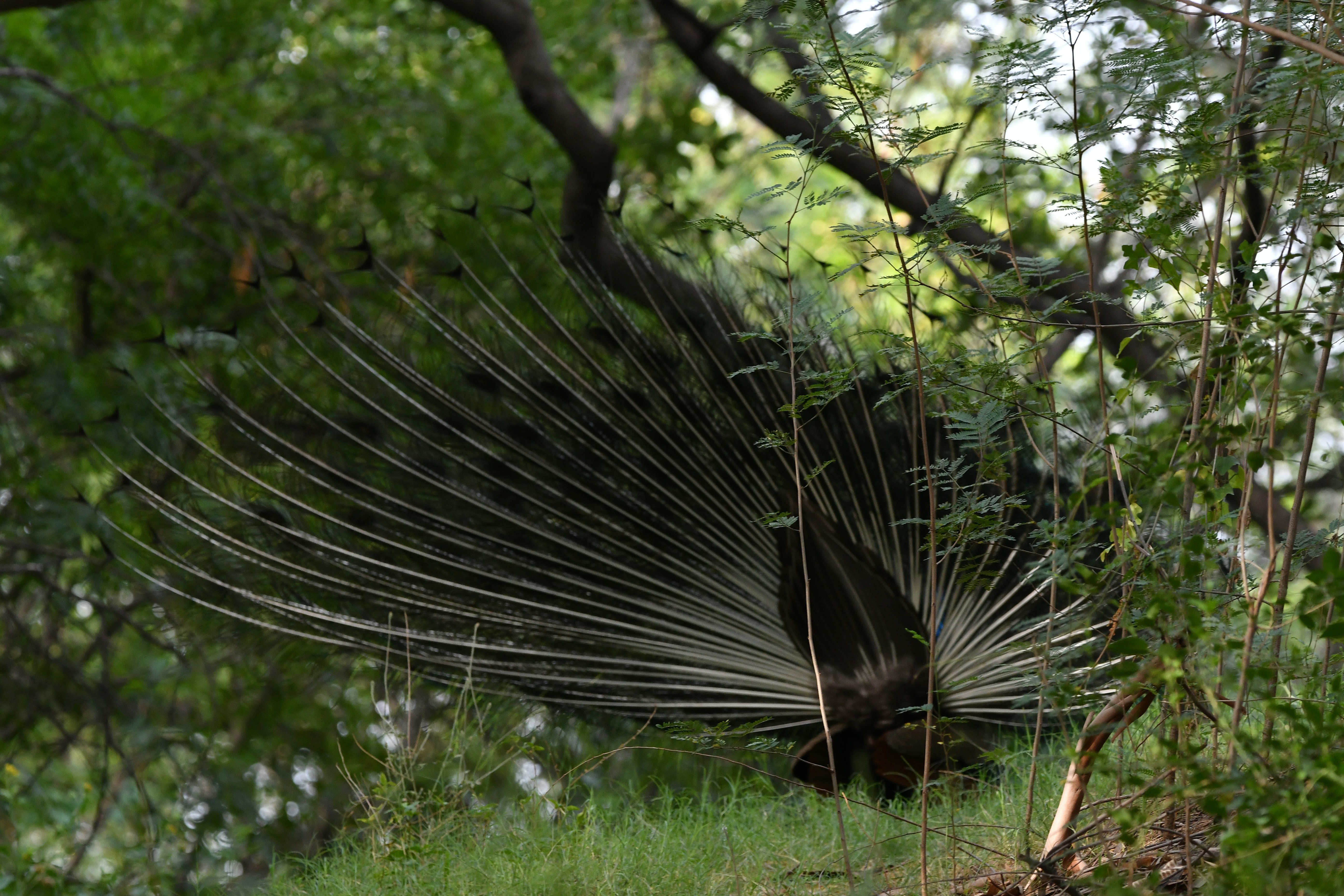 Vast Fan of Rhythm: A Peacock’s Tail Fanned in a Quiet Forest
