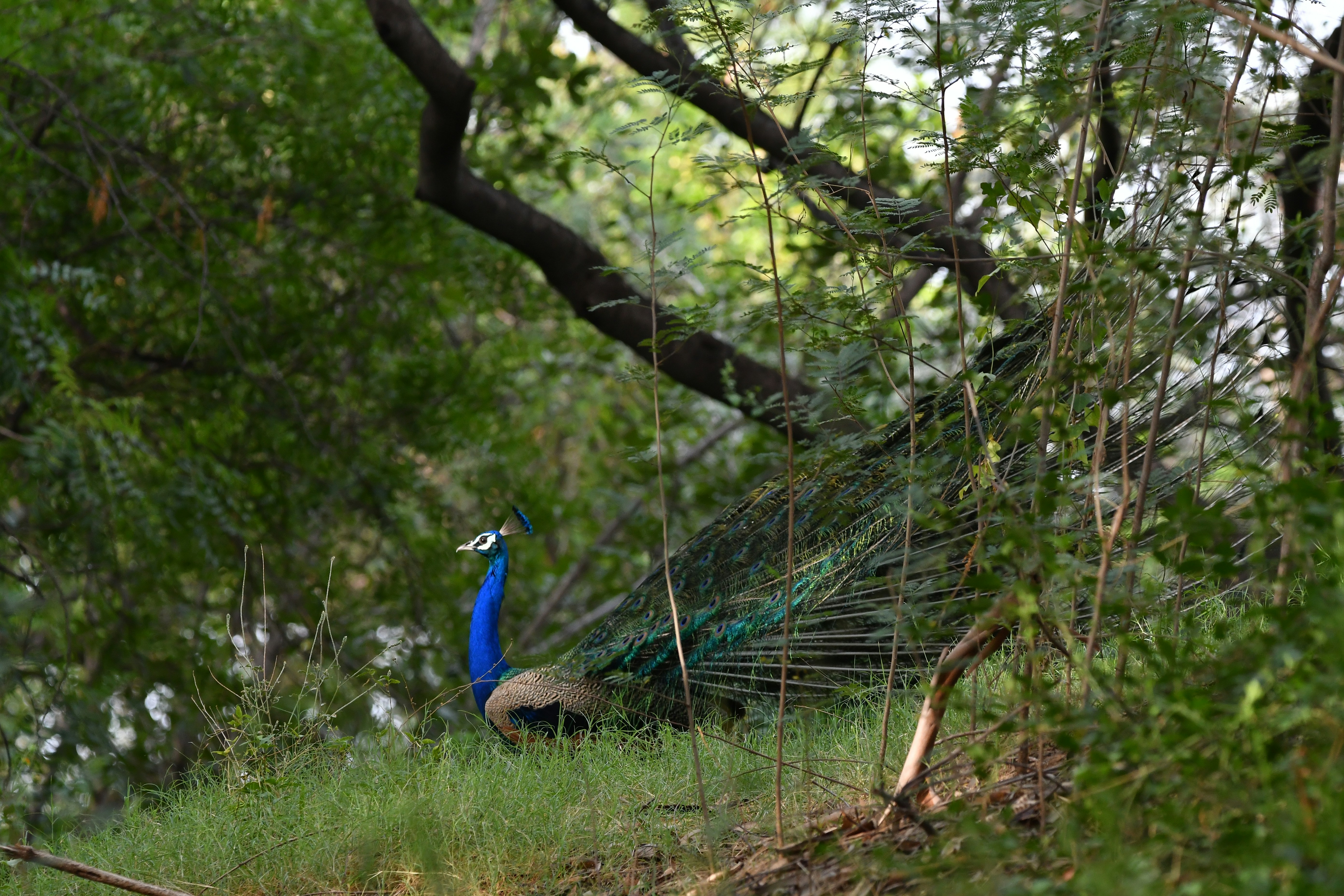 Emerald Plume in the Understory: A Peacock Draped Across the Slope