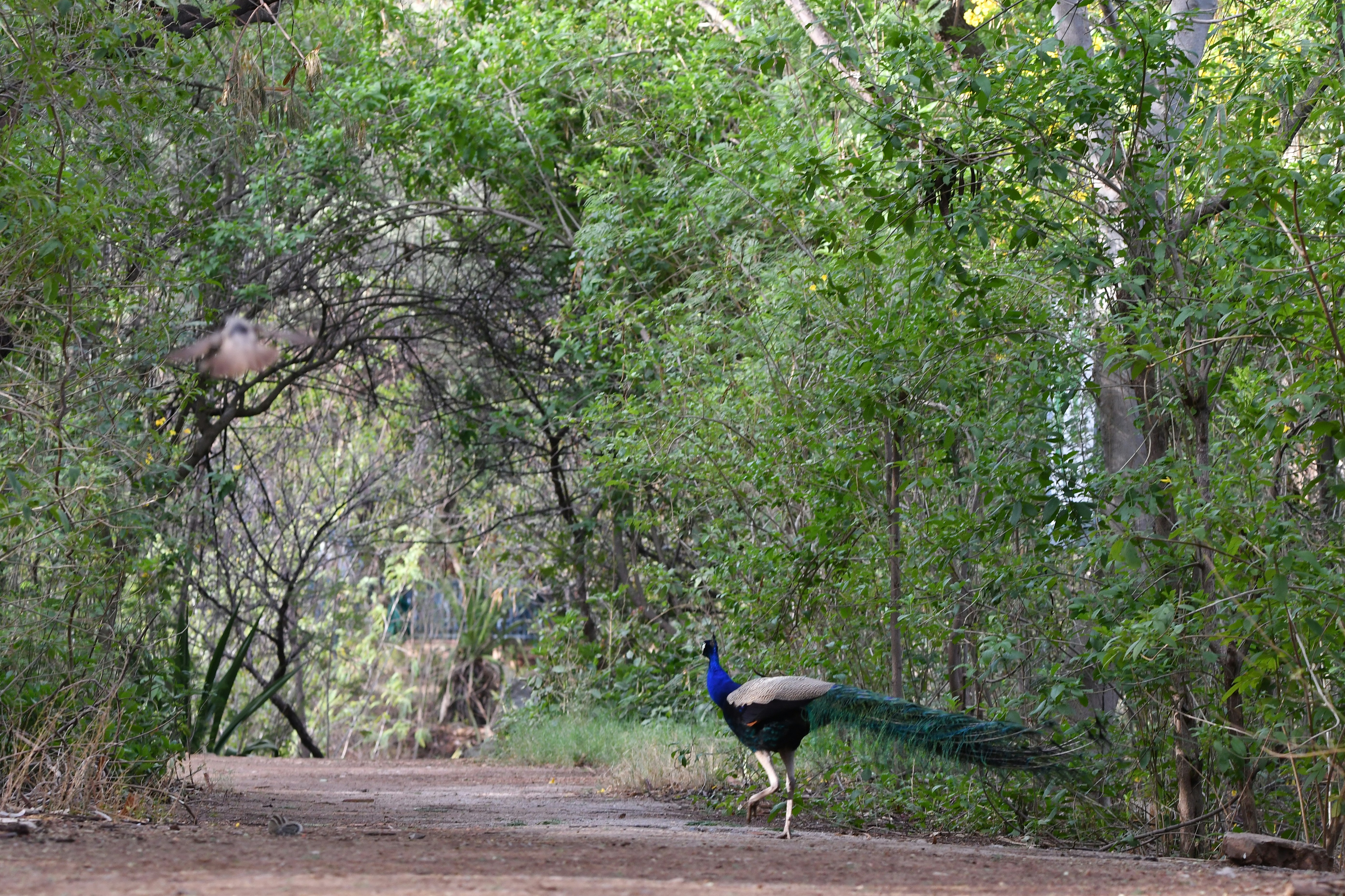 Peacock on a Forest Path: A Quiet Walk Beneath Green Canopy