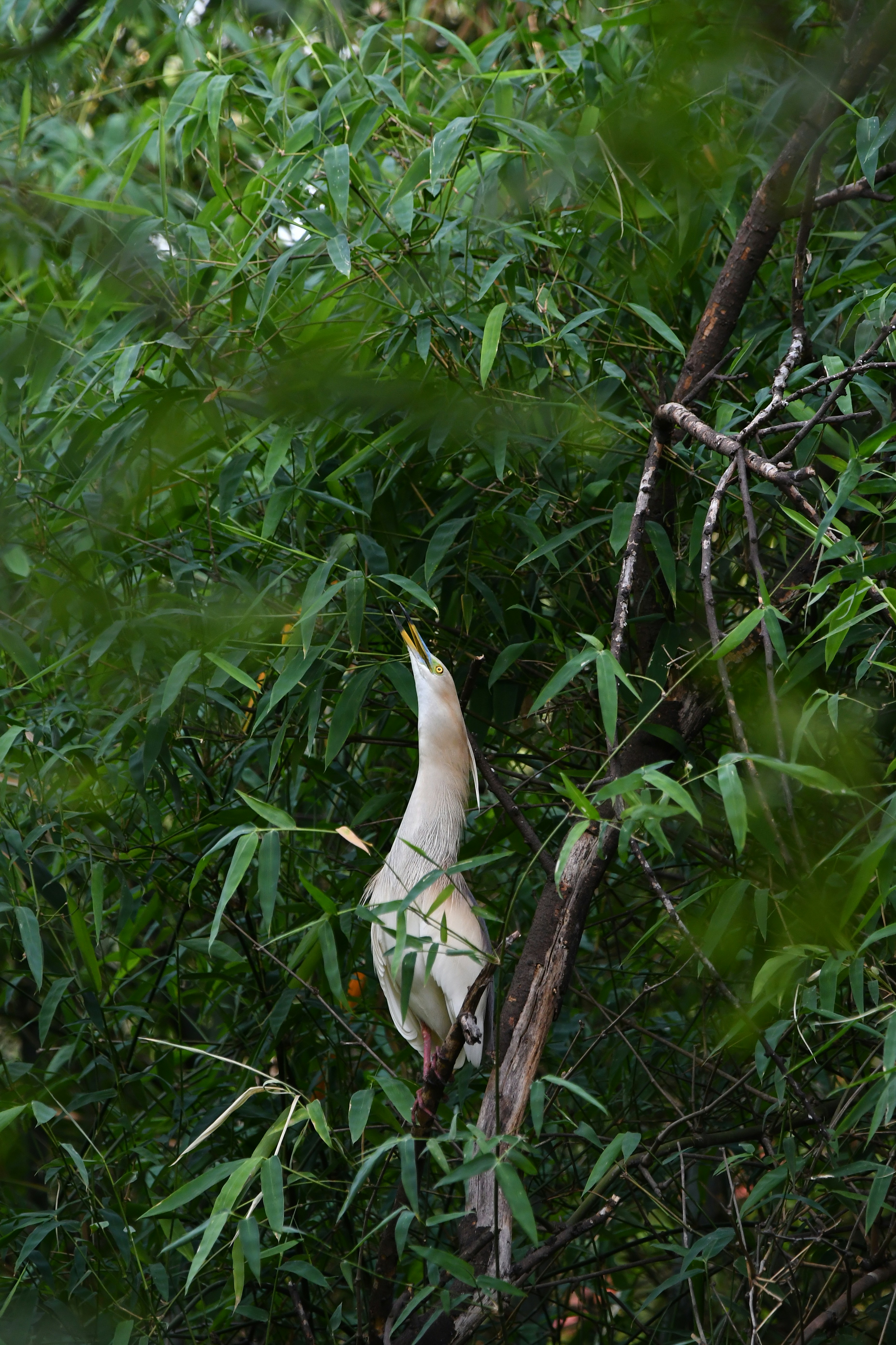 Heron in the Bamboo: Silent Stillness Among Green Veils