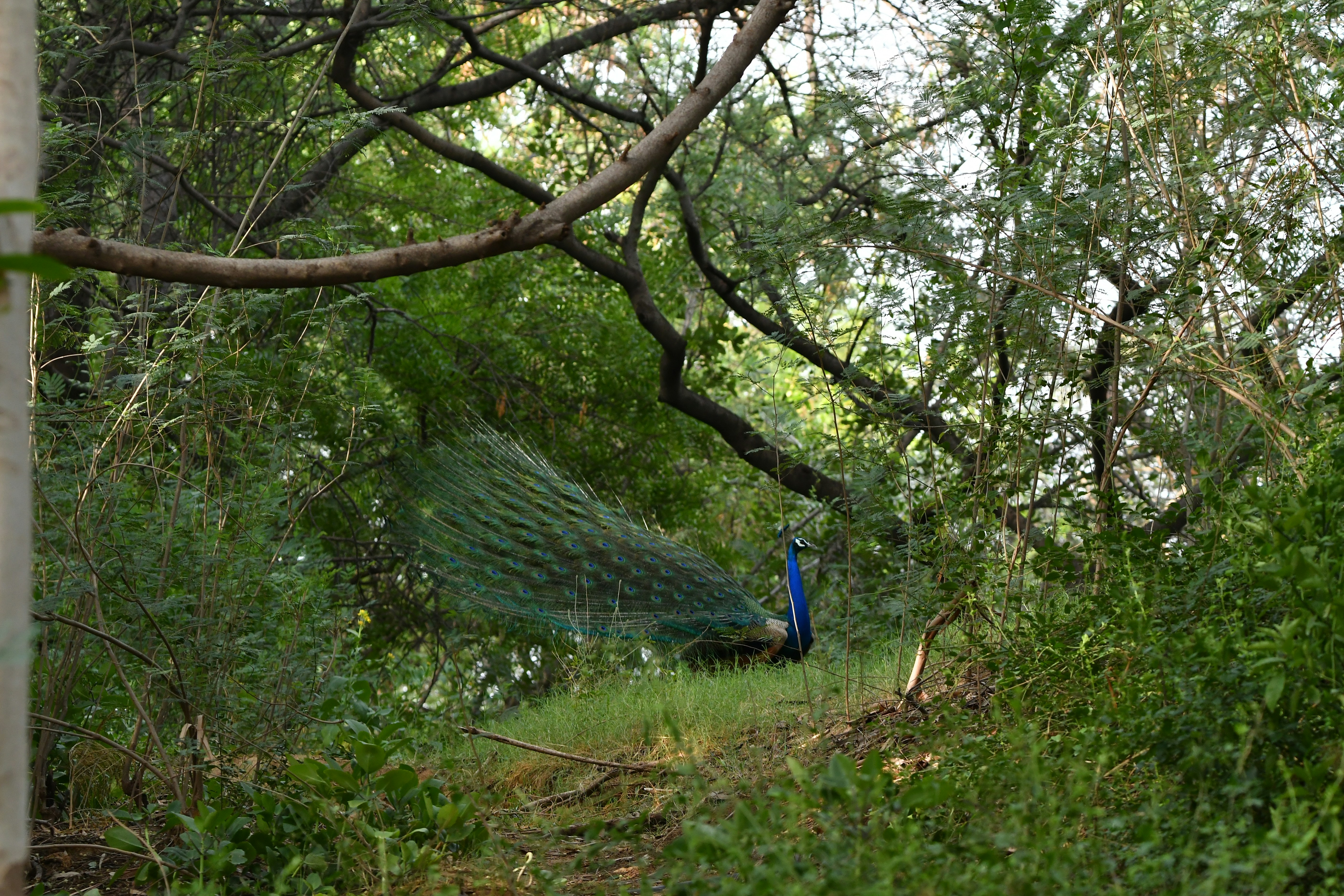 Hiding in the Green Canopy: A Tent Beyond the Overgrowth